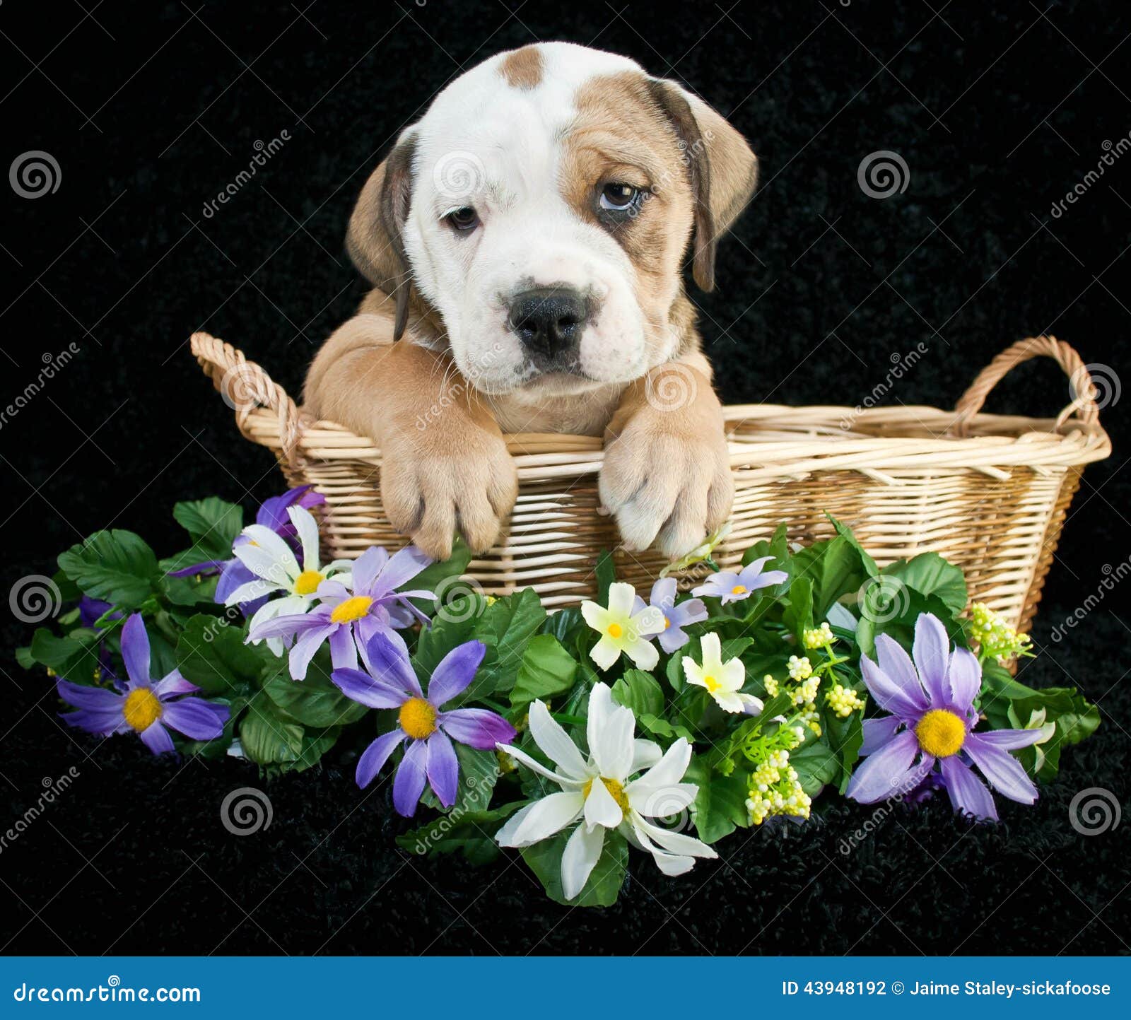 Perrito dulce del dogo foto de archivo. Imagen de joven - 43948192