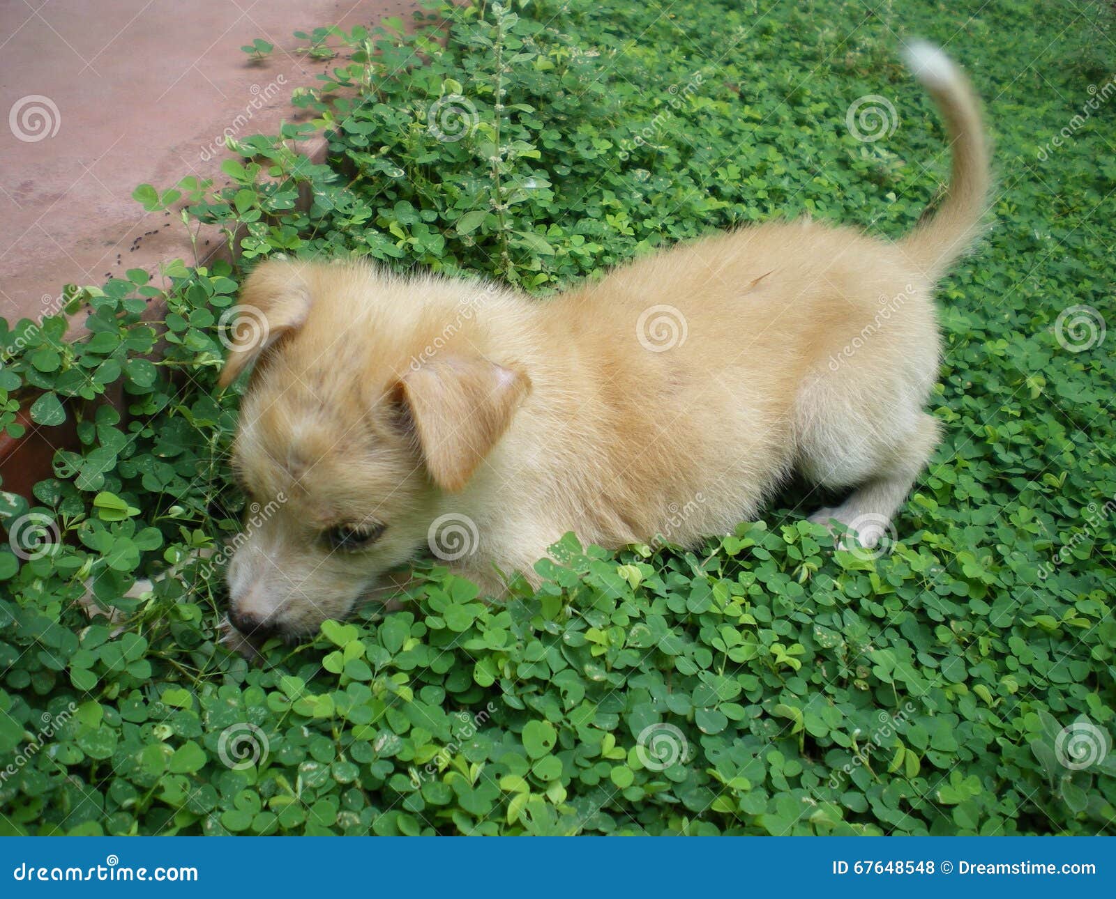 Perrito dulce y lindo foto de archivo. Imagen de encantador - 67648548