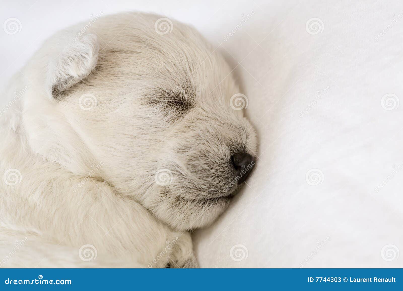 Perrito el dormir imagen de archivo. Imagen de lindo, perrito - 7744303