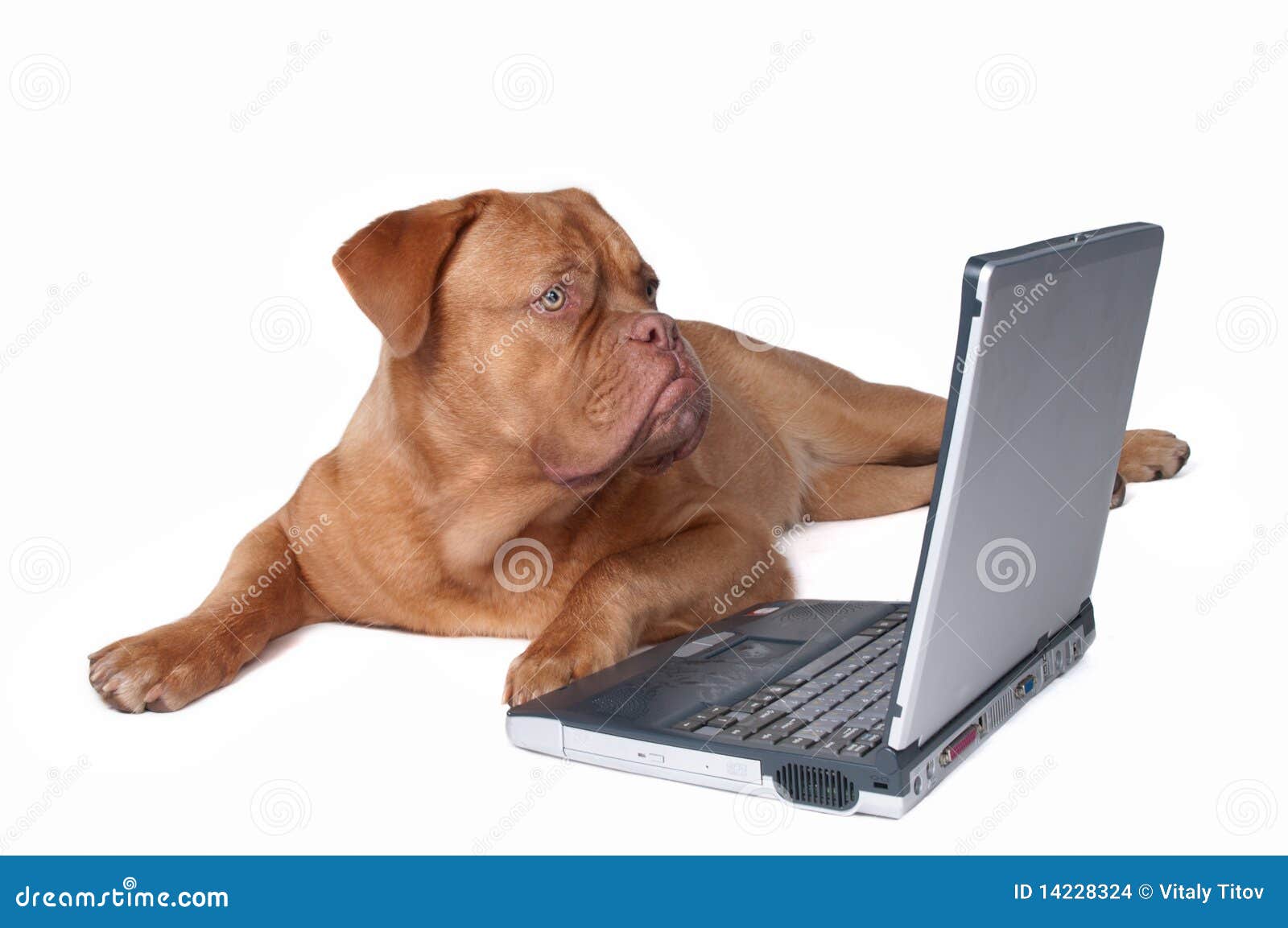 Perrito Elegante Con La Computadora Portátil Foto de archivo - Imagen ...