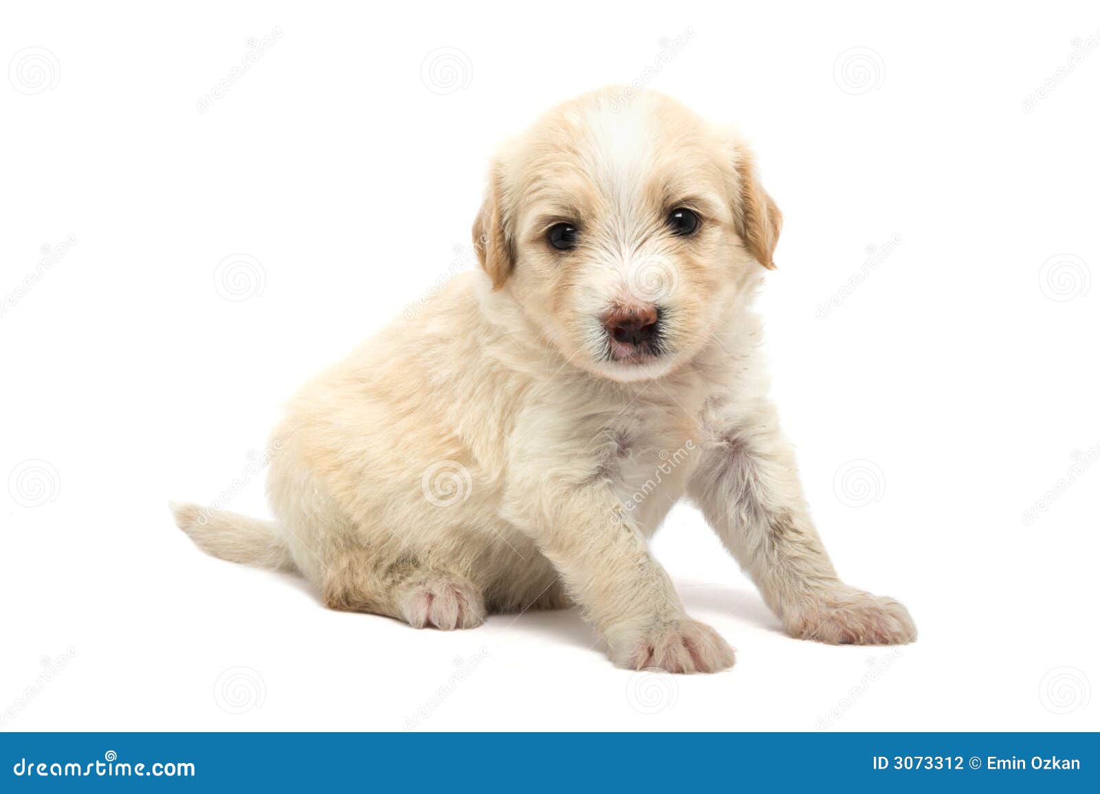 Perrito en blanco foto de archivo. Imagen de perrito, doméstico - 3073312