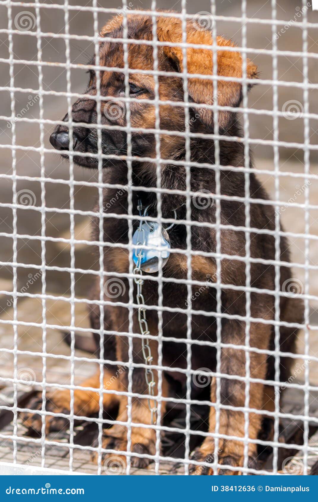 Perrito en cautiverio foto de archivo. Imagen de rebanado - 38412636