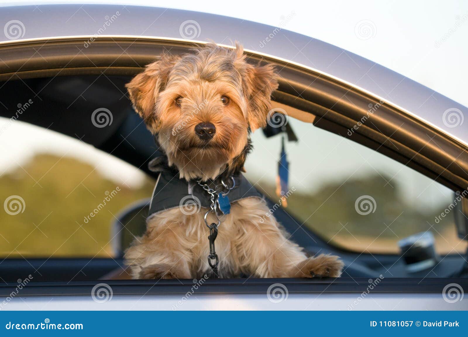 Perrito en coche imagen de archivo. Imagen de perezoso - 11081057