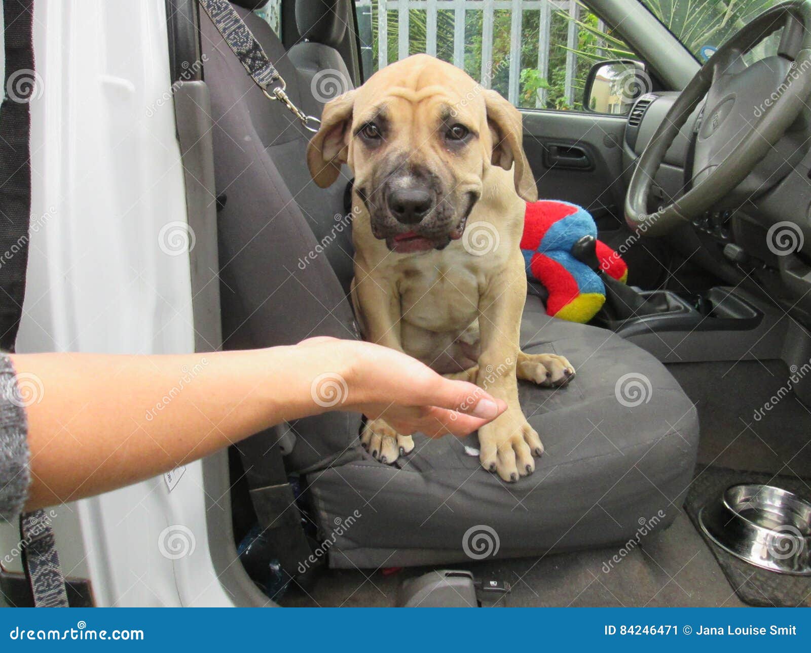 Perrito en coche imagen de archivo. Imagen de coche, canino - 84246471