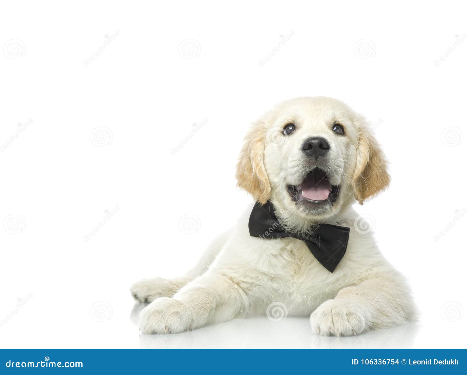 Perrito en corbata de lazo foto de archivo. Imagen de animal - 106336754