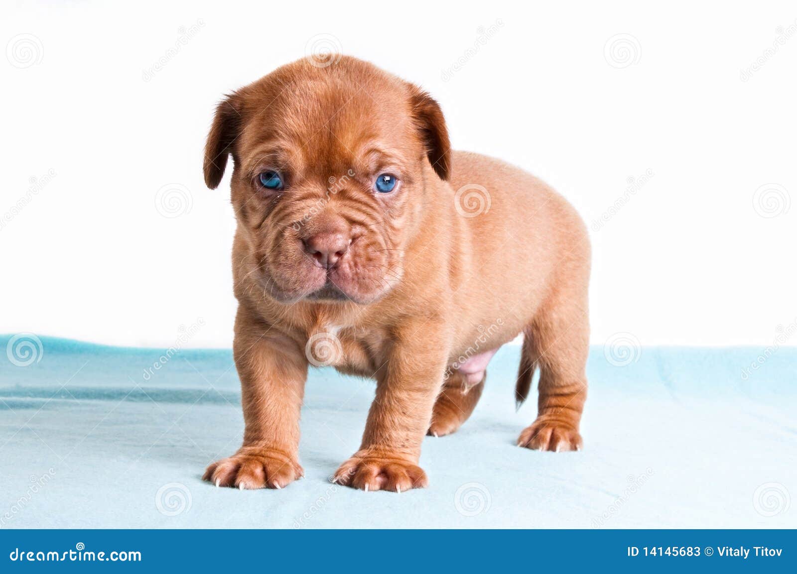 Perrito En La Alfombra Azul Imagen de archivo - Imagen de amigo, canino ...