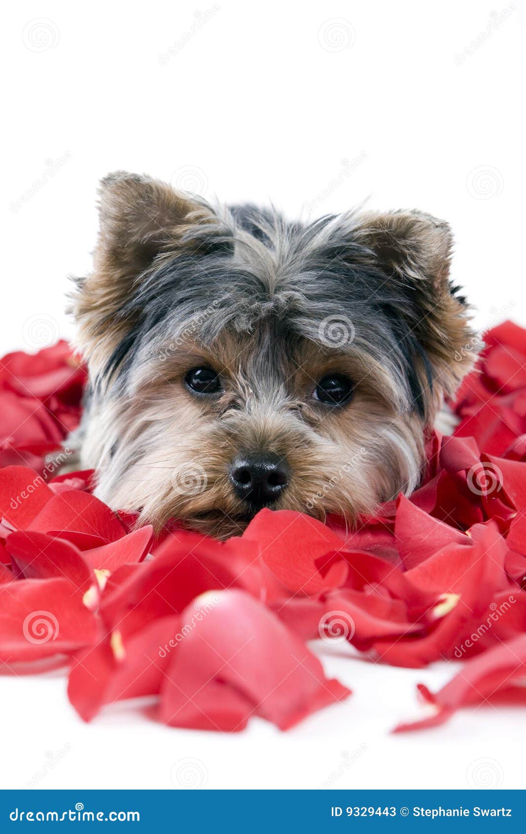 Perrito En Pétalos Color De Rosa Imagen de archivo - Imagen de flor ...