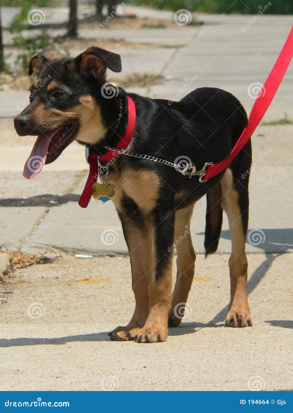 Perrito en un correo foto de archivo. Imagen de mascota - 194664