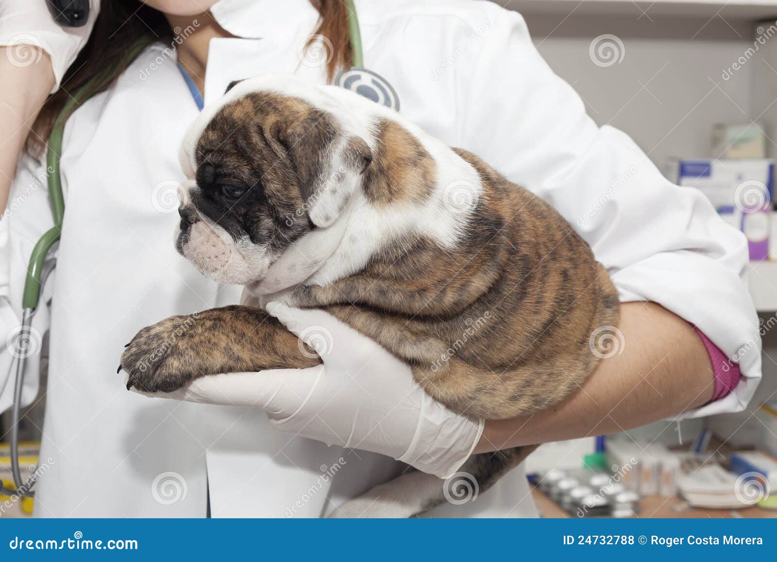Perrito enfermo del dogo foto de archivo. Imagen de poco - 24732788