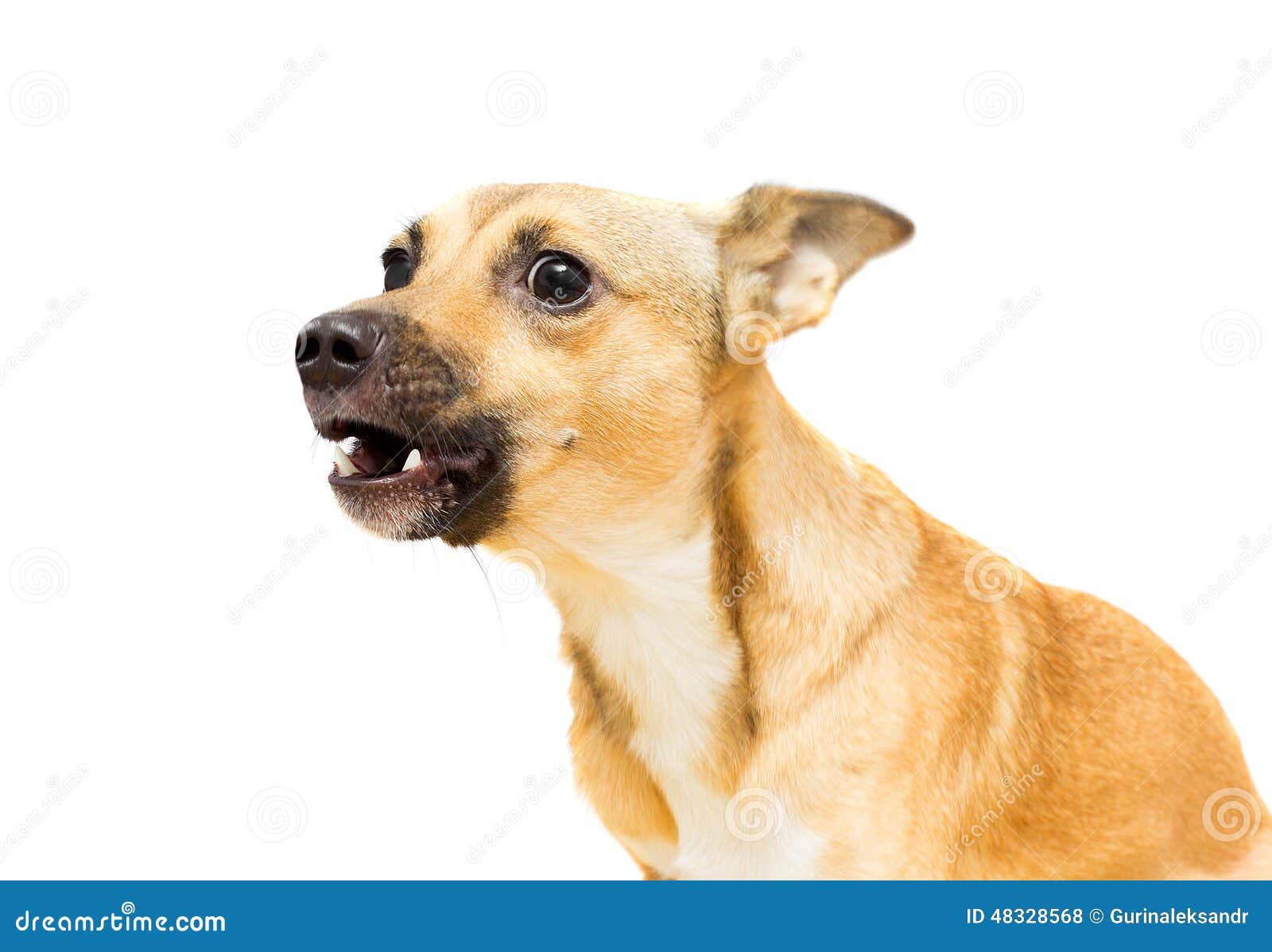 Perrito enojado foto de archivo. Imagen de perrito, humor - 48328568