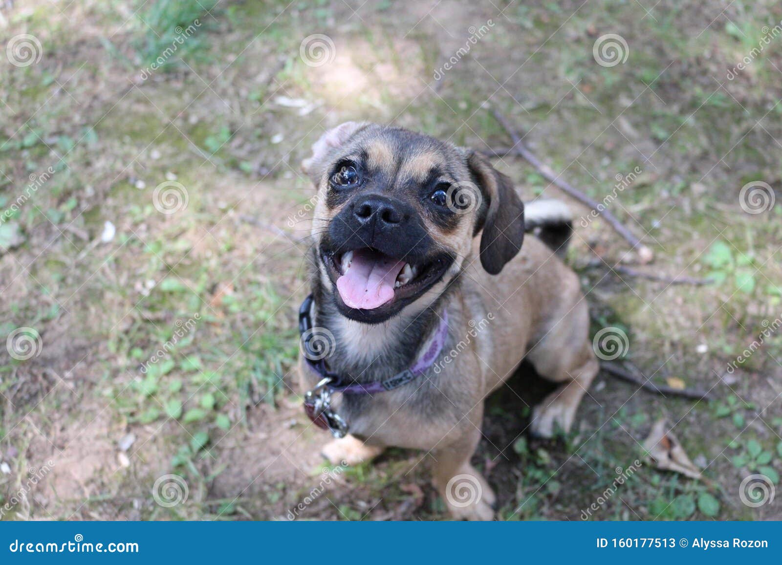 Perrito feliz imagen de archivo. Imagen de perrito, sonrisa - 160177513
