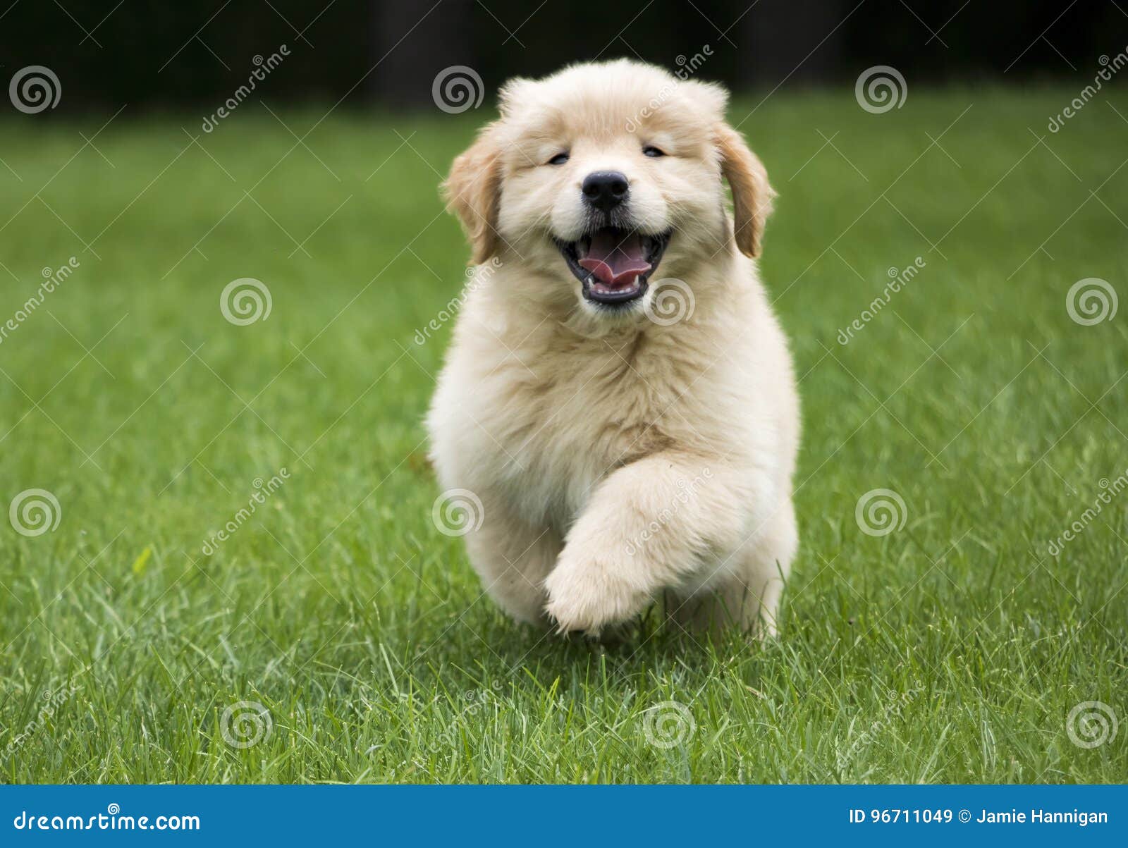 Perrito Feliz Del Perro Perdiguero De Oro Imagen de archivo - Imagen de ...
