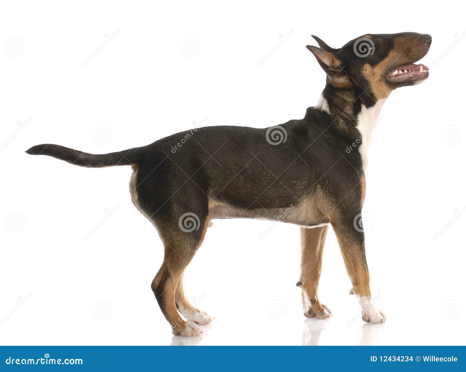 Perrito Feliz Del Terrier De Toro Foto de archivo - Imagen de toro ...