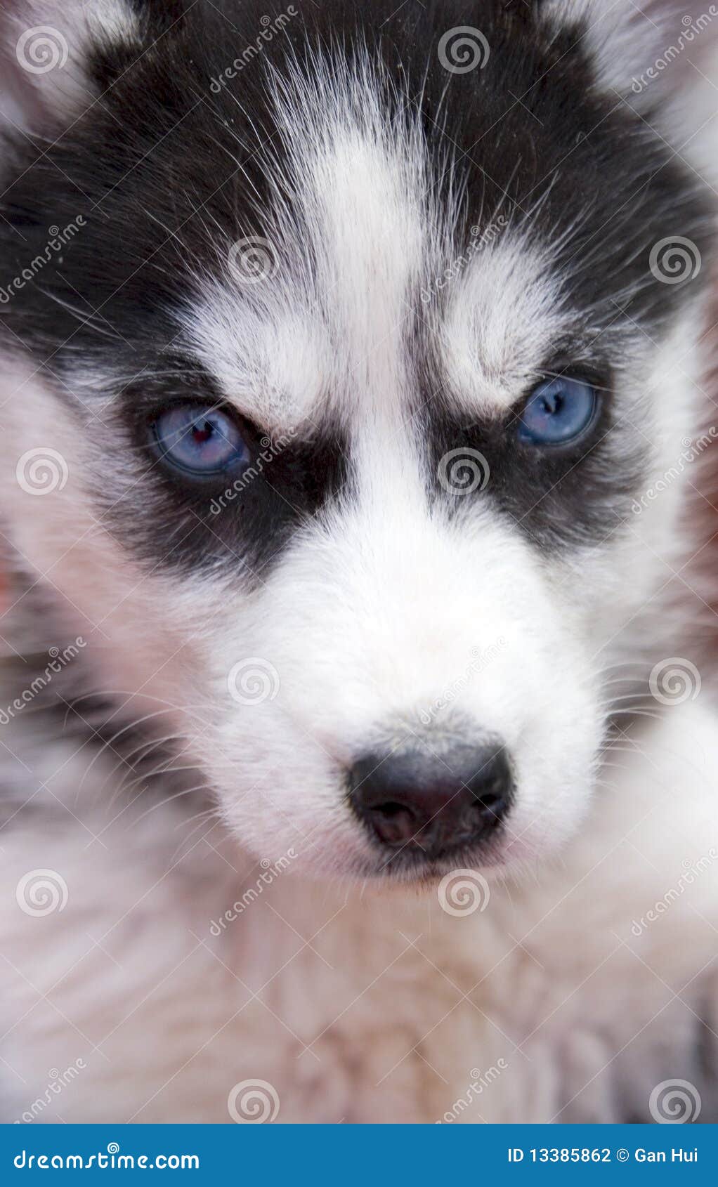 Perrito fornido foto de archivo. Imagen de familia, blanco - 13385862
