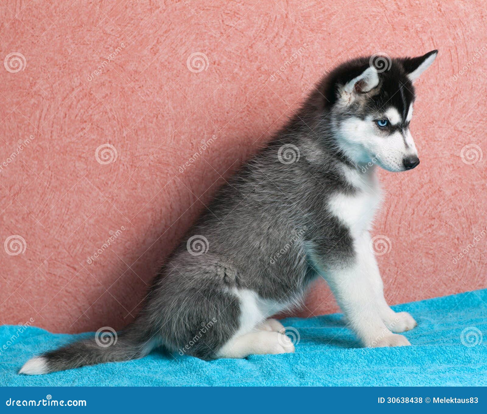 Perrito fornido foto de archivo. Imagen de purebred, perro - 30638438