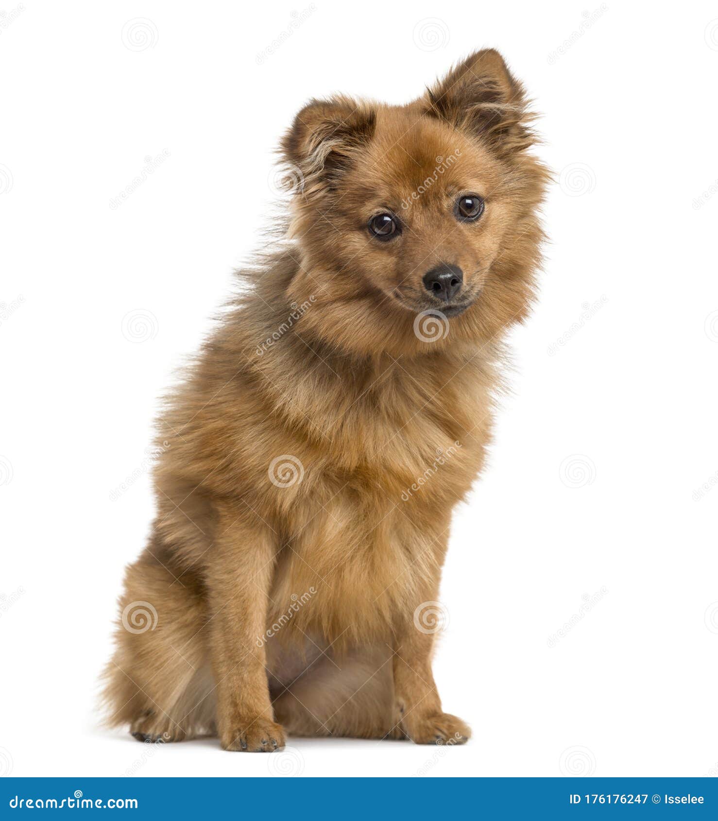 Perrito Germano Spitz Sentado Hace 6 Meses Aislado Imagen de archivo ...