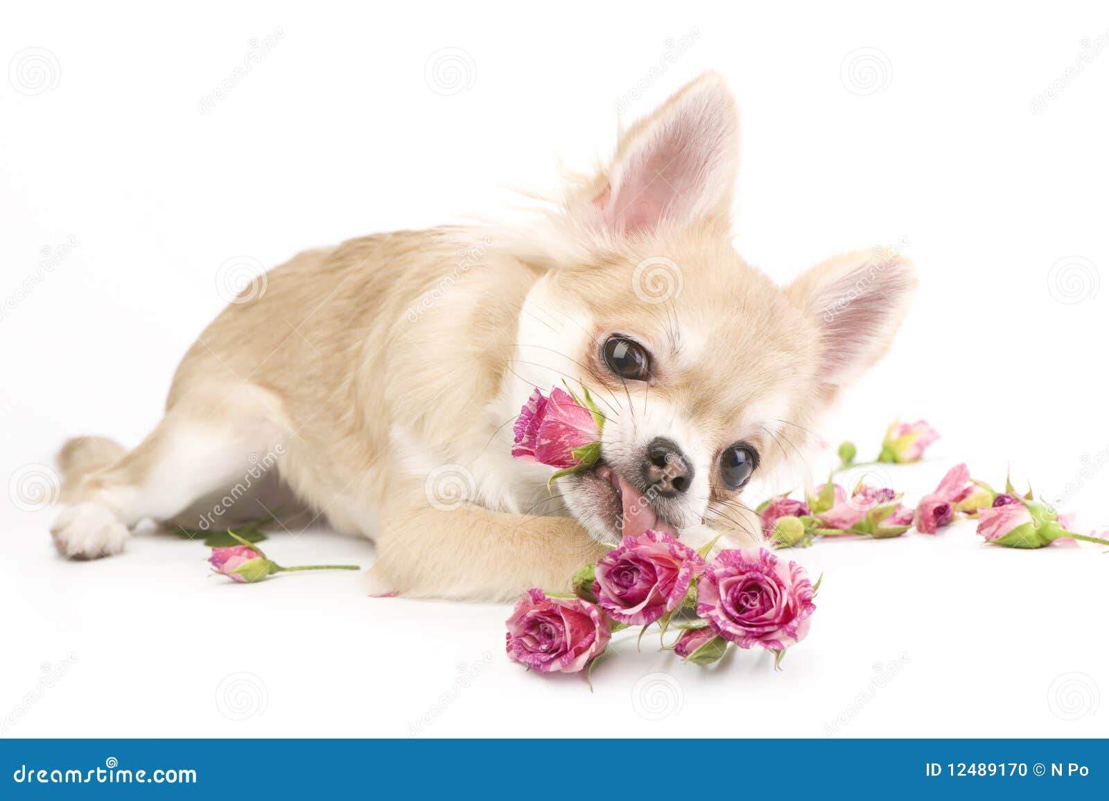 Perrito Graciosamente De La Chihuahua Con Las Rosas Foto de archivo ...