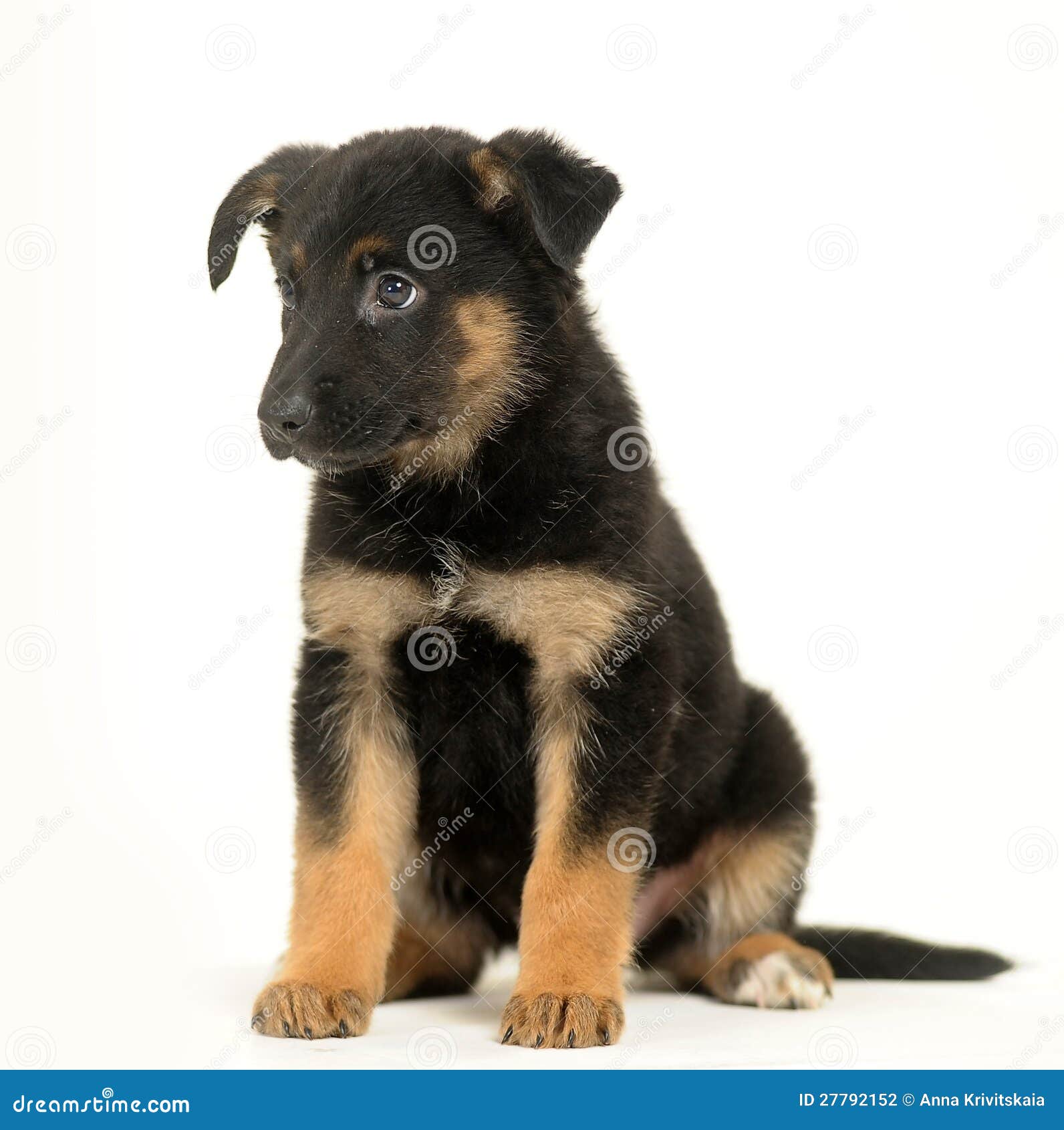 Perrito Half-breed Del Pastor Foto de archivo - Imagen de perezoso ...