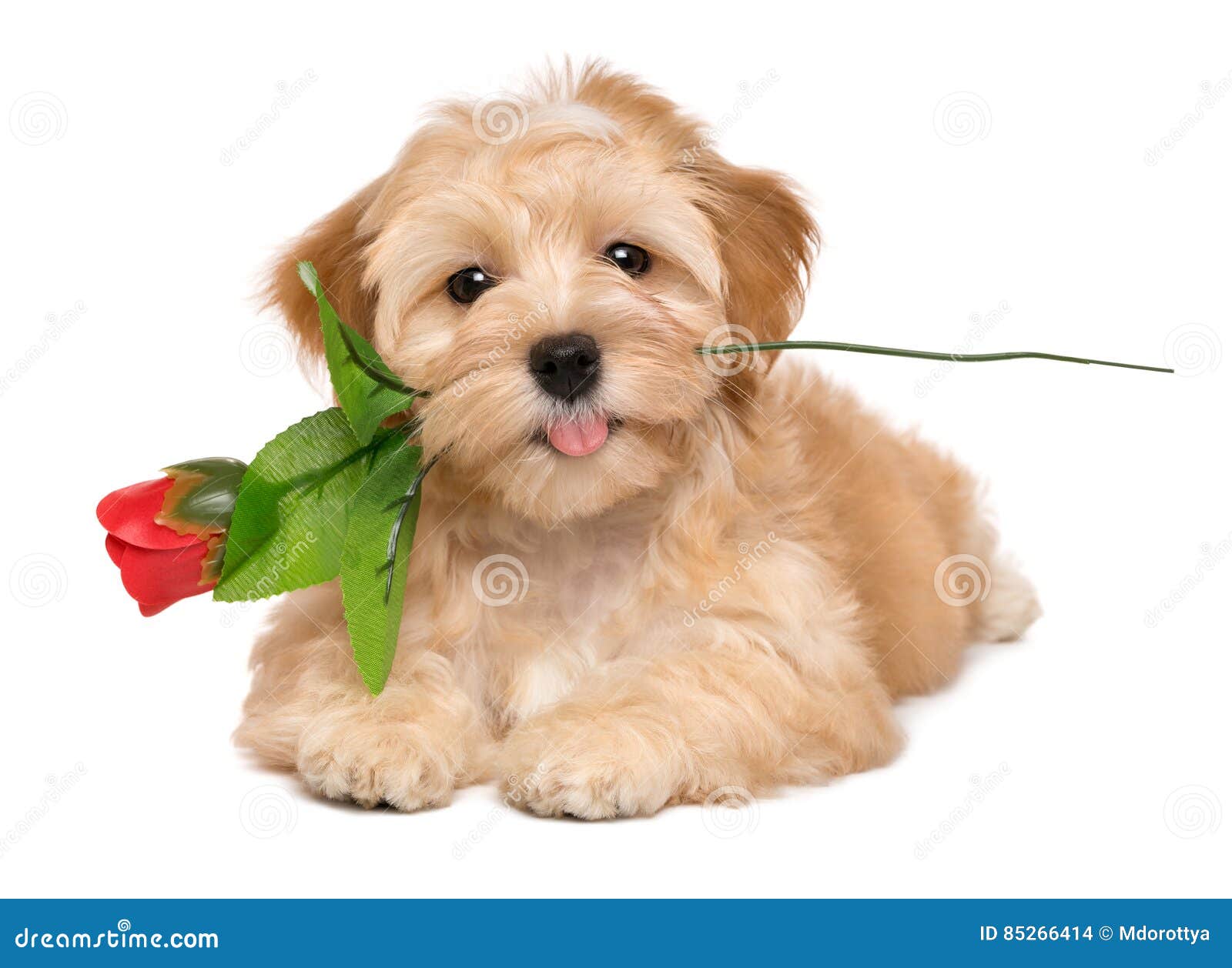 Perrito Havanese Feliz Con Una Rosa Artificial Del Rojo Foto de archivo ...