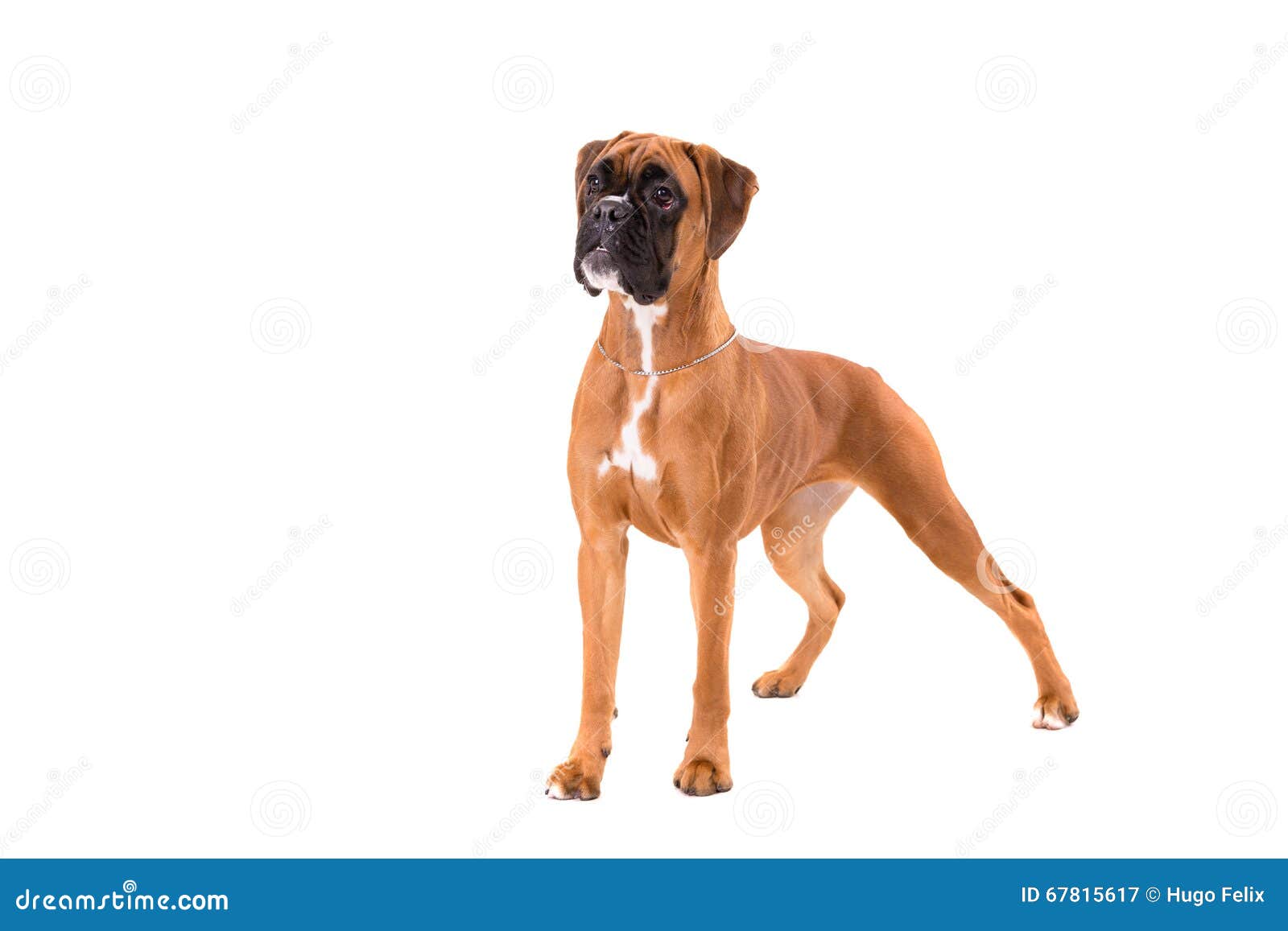 Perrito Hermoso Del Boxeador Imagen de archivo - Imagen de boxeador ...