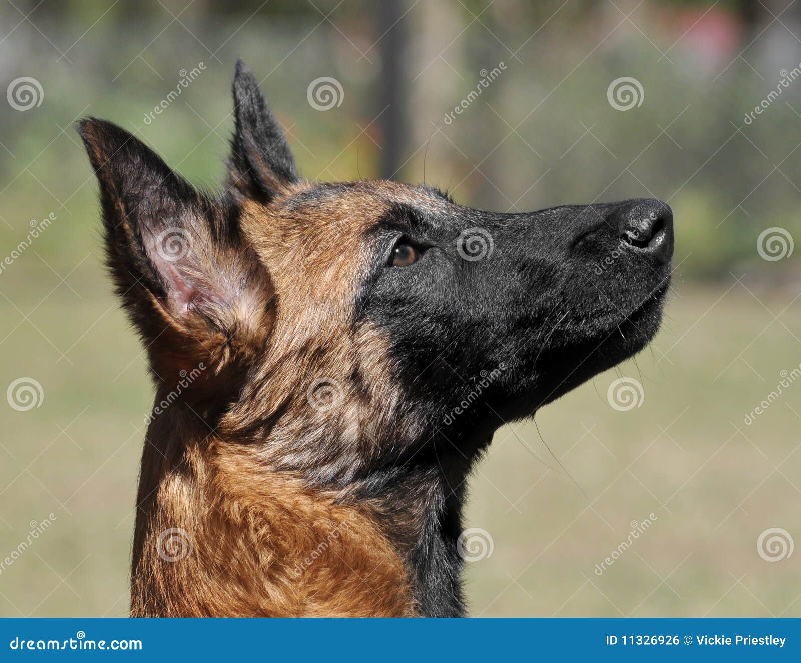 Perrito Inteligente De Malinois Foto de archivo - Imagen de hermoso ...