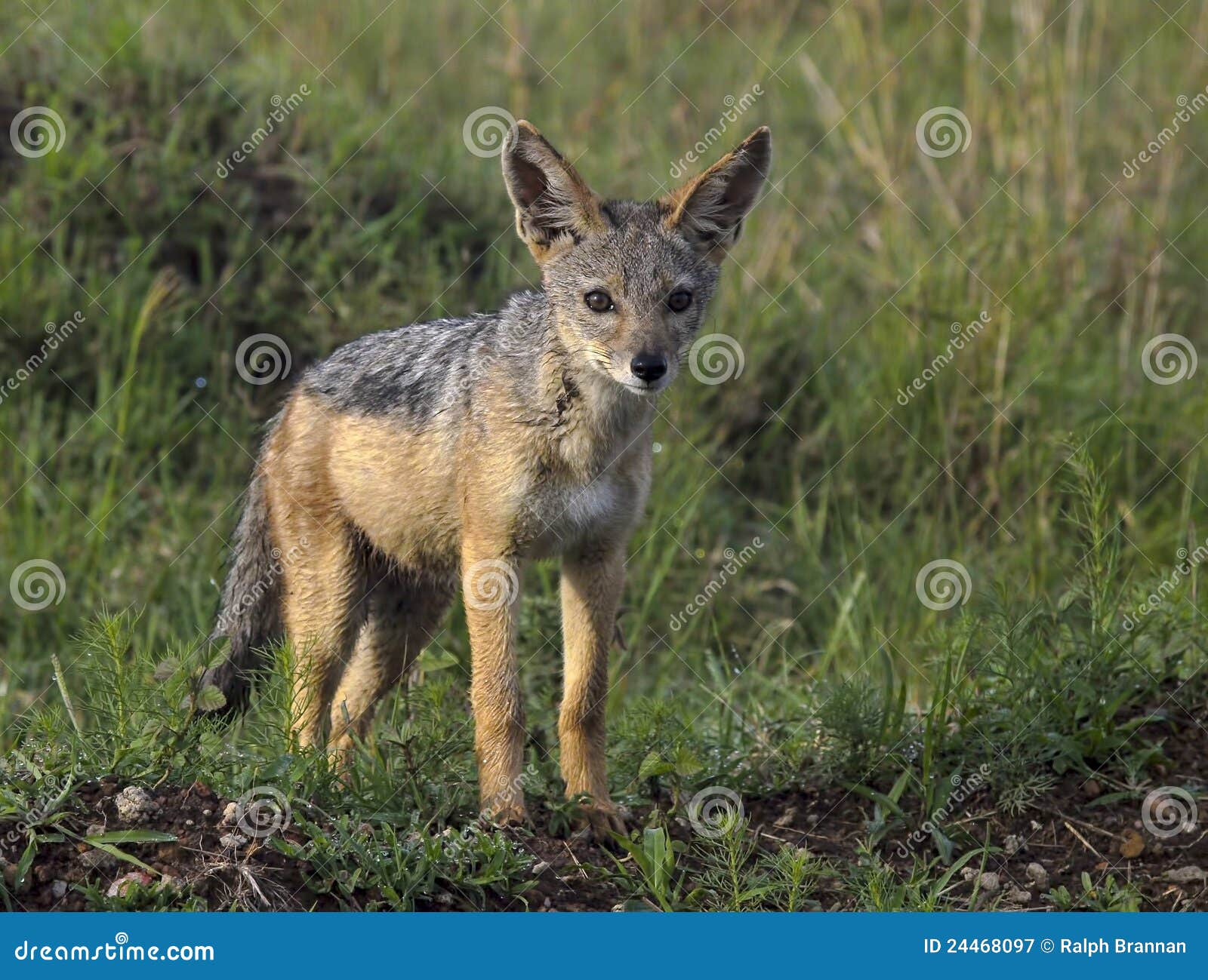 Perrito joven del chacal imagen de archivo. Imagen de perro - 24468097