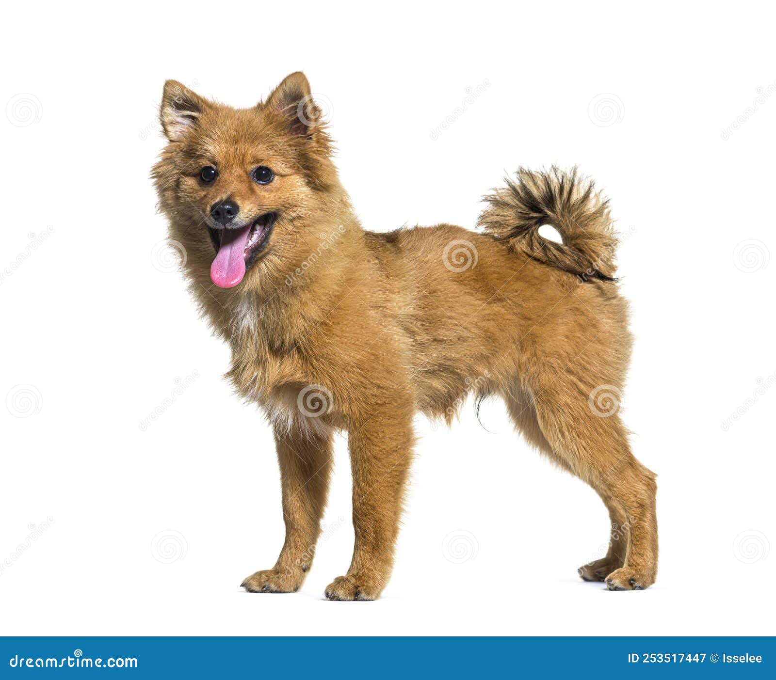 Perrito Keeshond Jadeo Aislado Imagen de archivo - Imagen de animal ...
