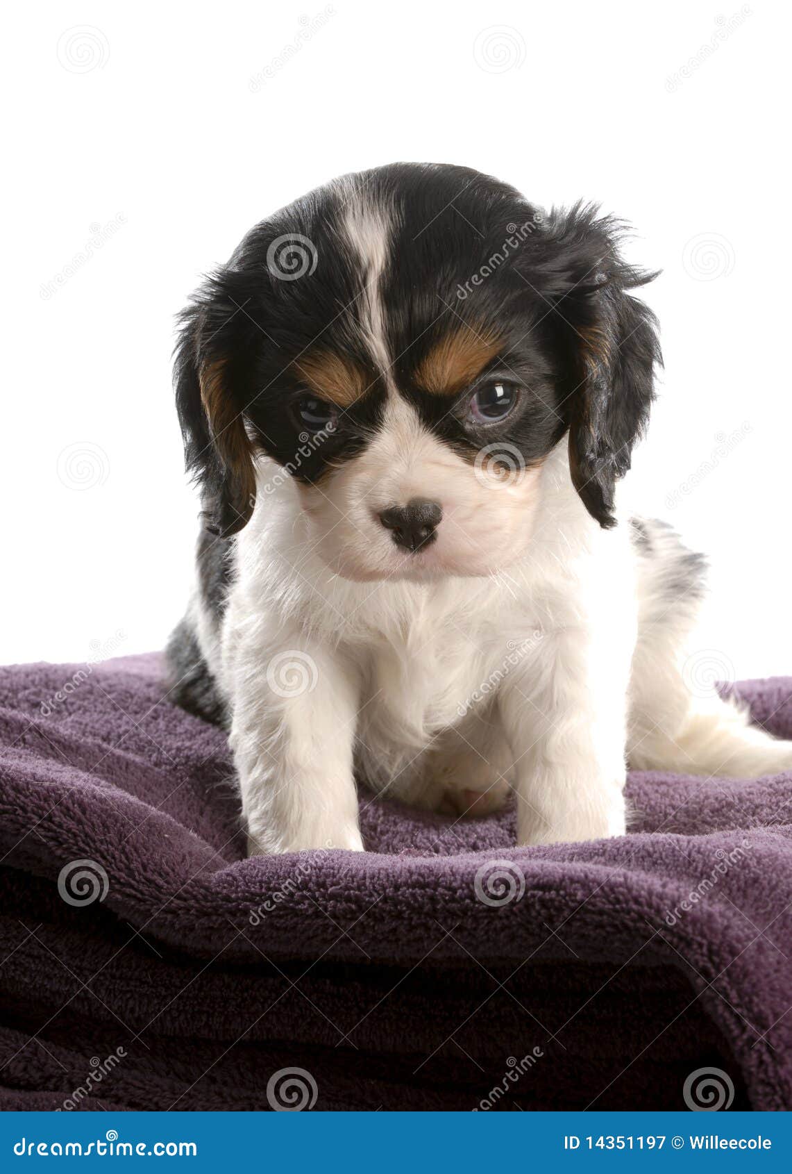 Perrito lindo imagen de archivo. Imagen de perrito, crecimiento - 14351197