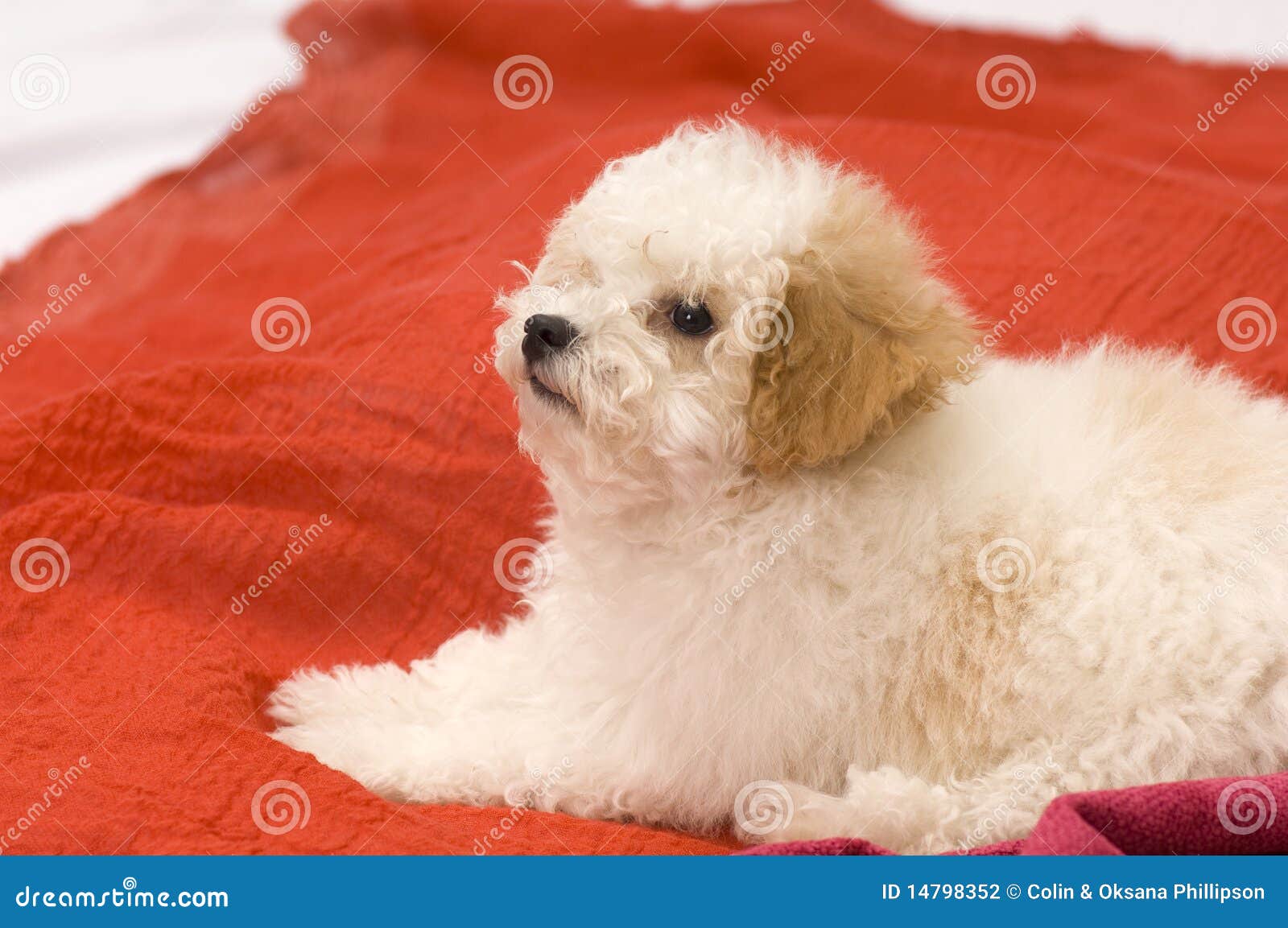 Perrito lindo foto de archivo. Imagen de casta, mascota - 14798352