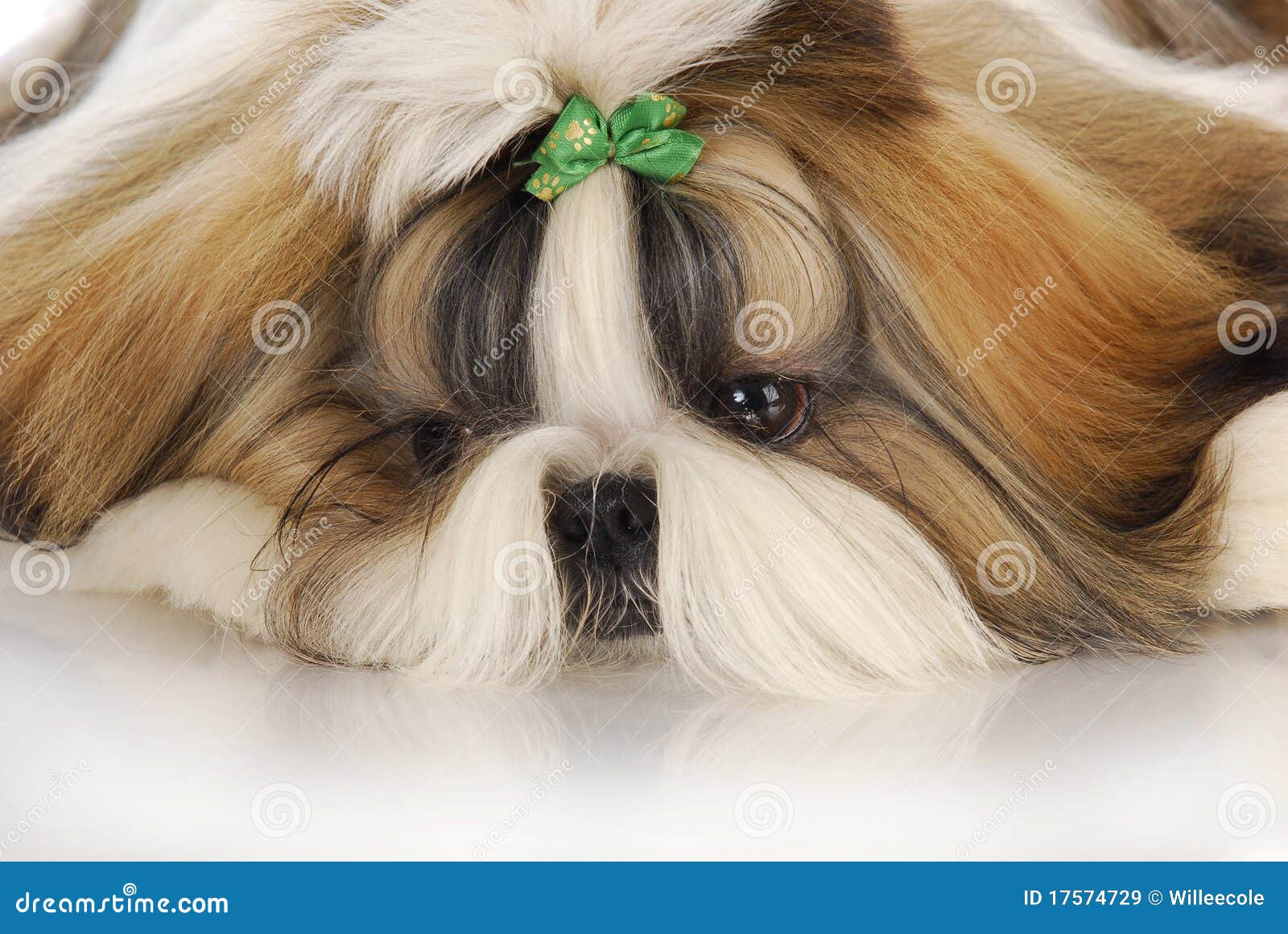 Perrito lindo imagen de archivo. Imagen de longitud, canino - 17574729