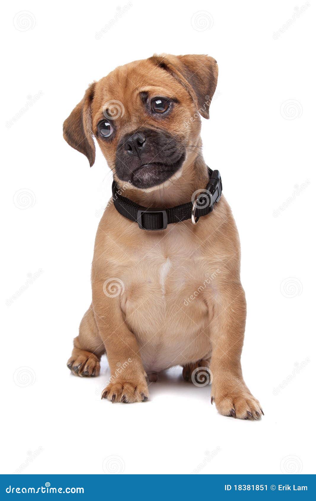 Perrito lindo imagen de archivo. Imagen de perrito, mezcla - 18381851