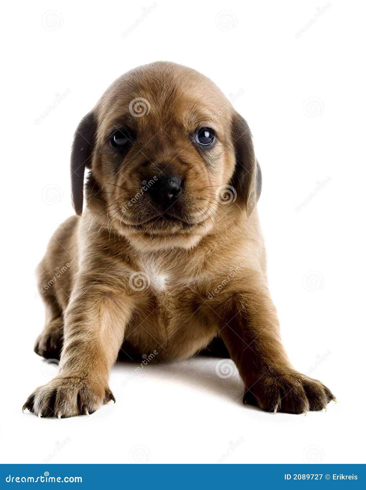 Perrito lindo imagen de archivo. Imagen de levantado, animal - 2089727