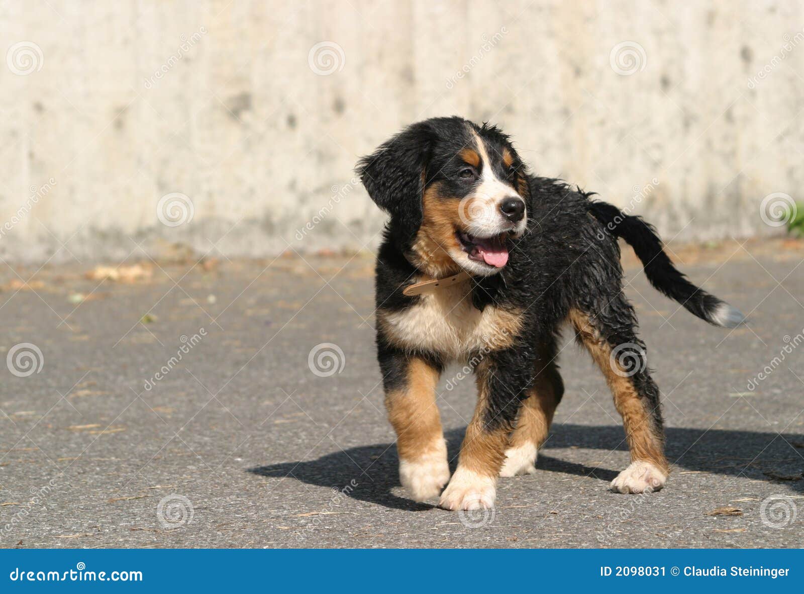 Perrito lindo imagen de archivo. Imagen de mascota, feliz - 2098031