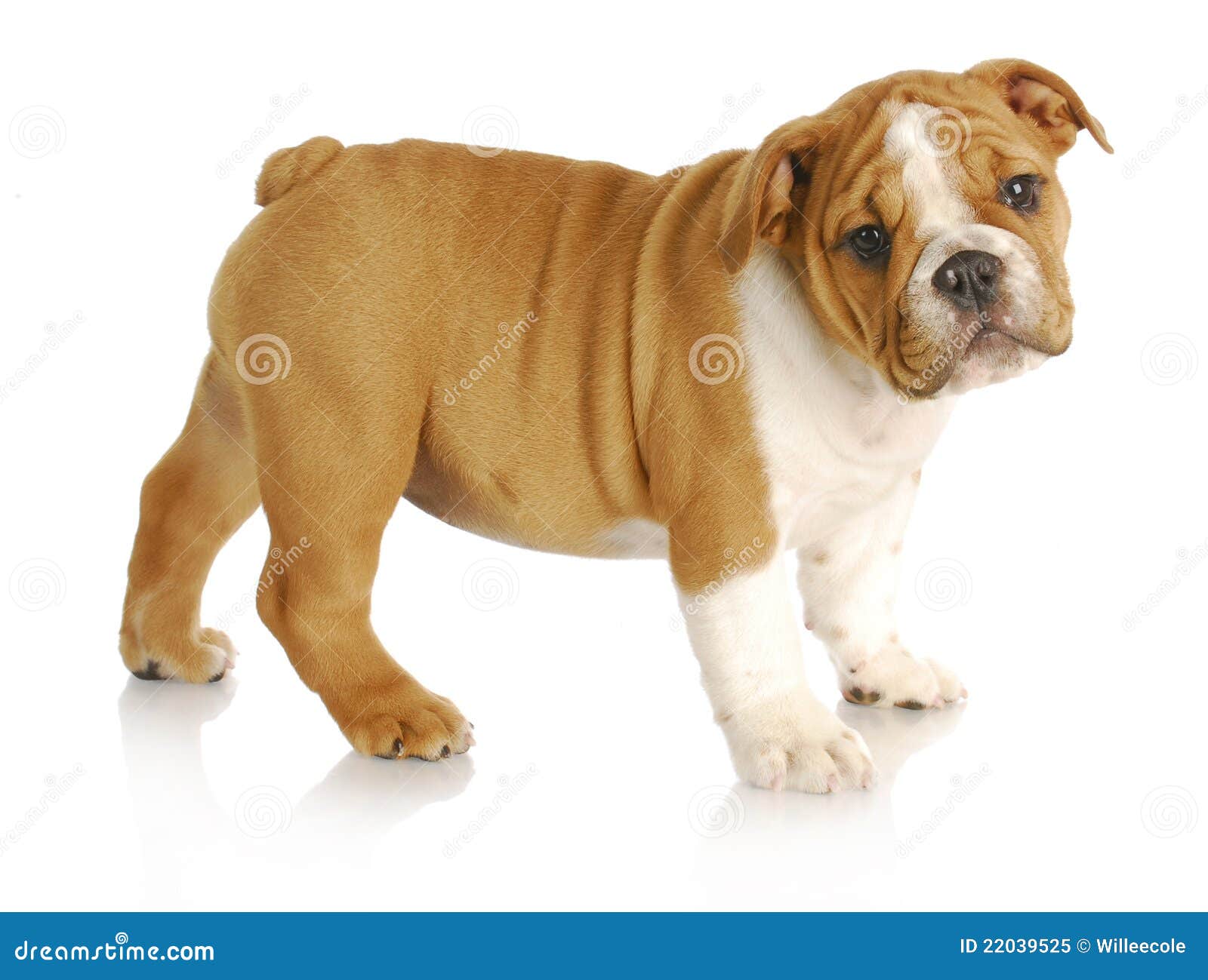 Perrito lindo imagen de archivo. Imagen de poco, rojo - 22039525