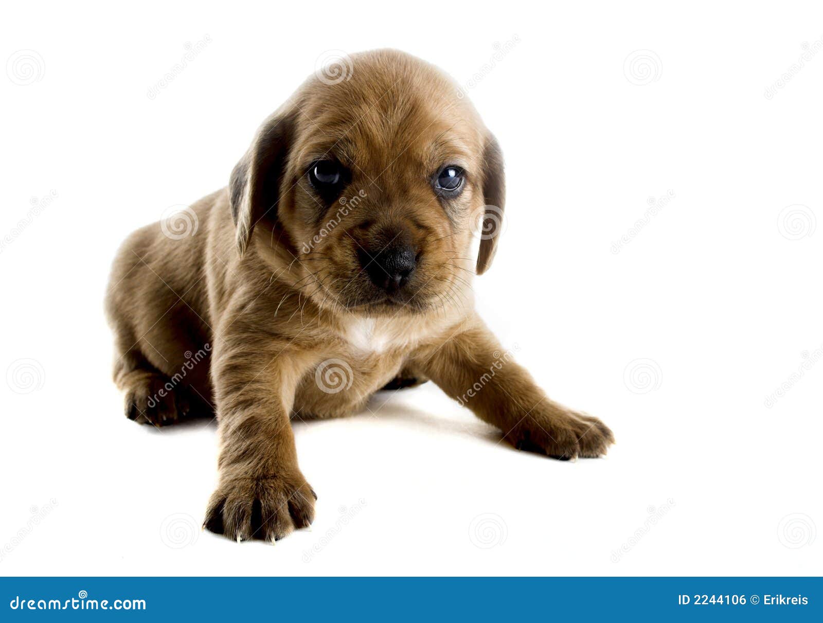 Perrito lindo foto de archivo. Imagen de adorable, aislado - 2244106