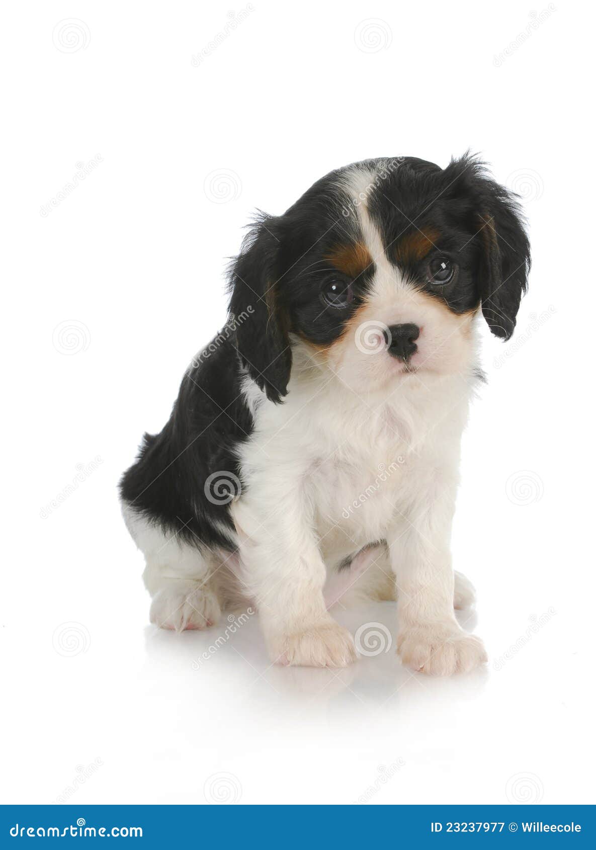 Perrito lindo imagen de archivo. Imagen de lindo, doméstico - 23237977