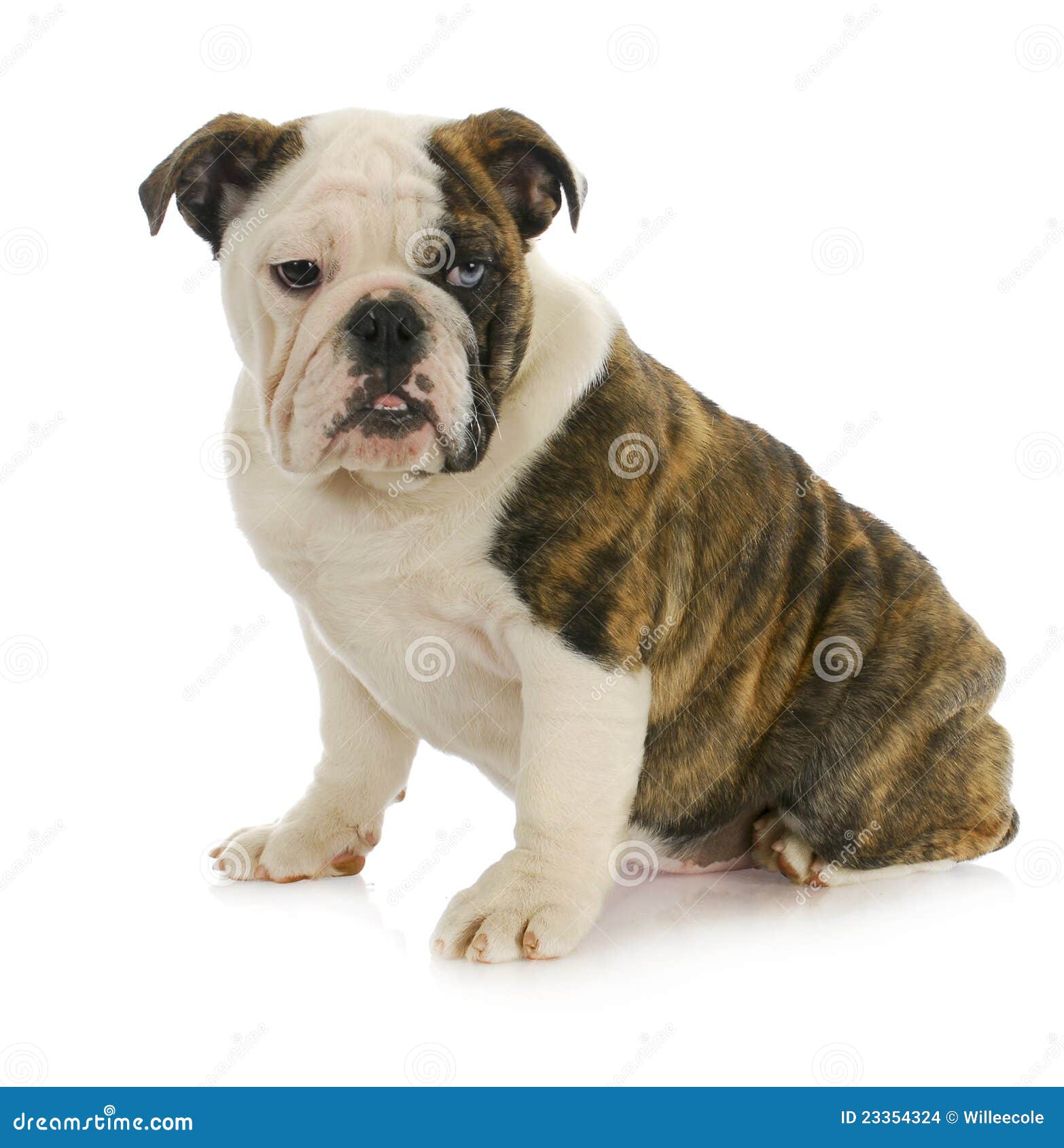 Perrito lindo foto de archivo. Imagen de sentada, atento - 23354324