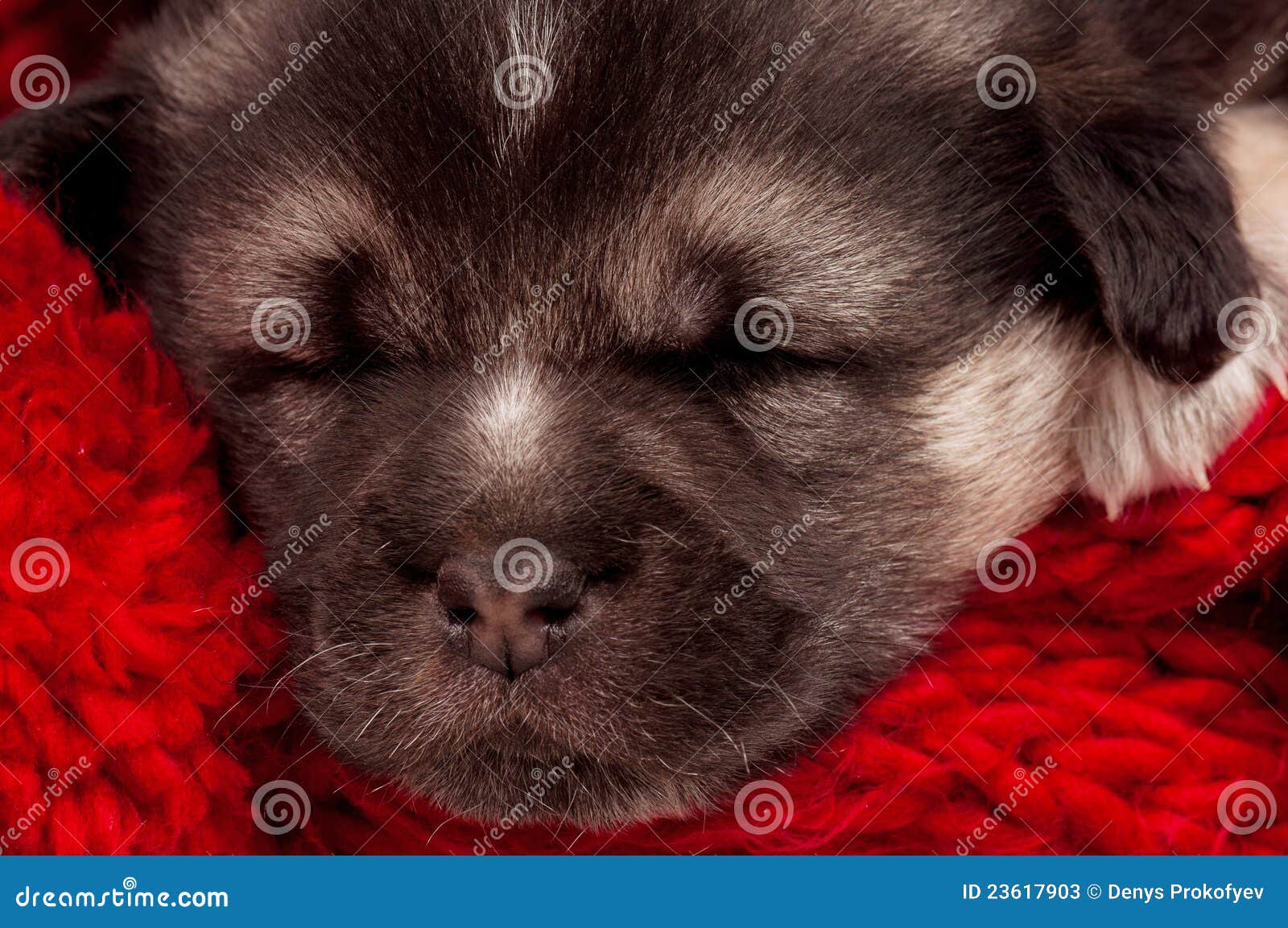 Perrito lindo imagen de archivo. Imagen de cierre, obediencia - 23617903