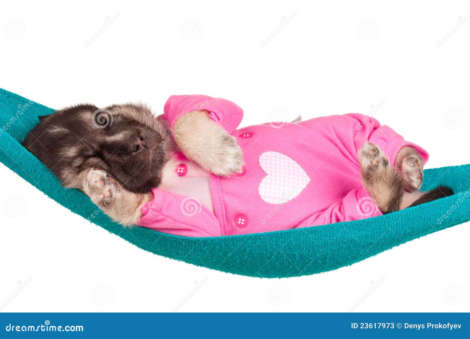 Perrito lindo imagen de archivo. Imagen de humor, primer - 23617973