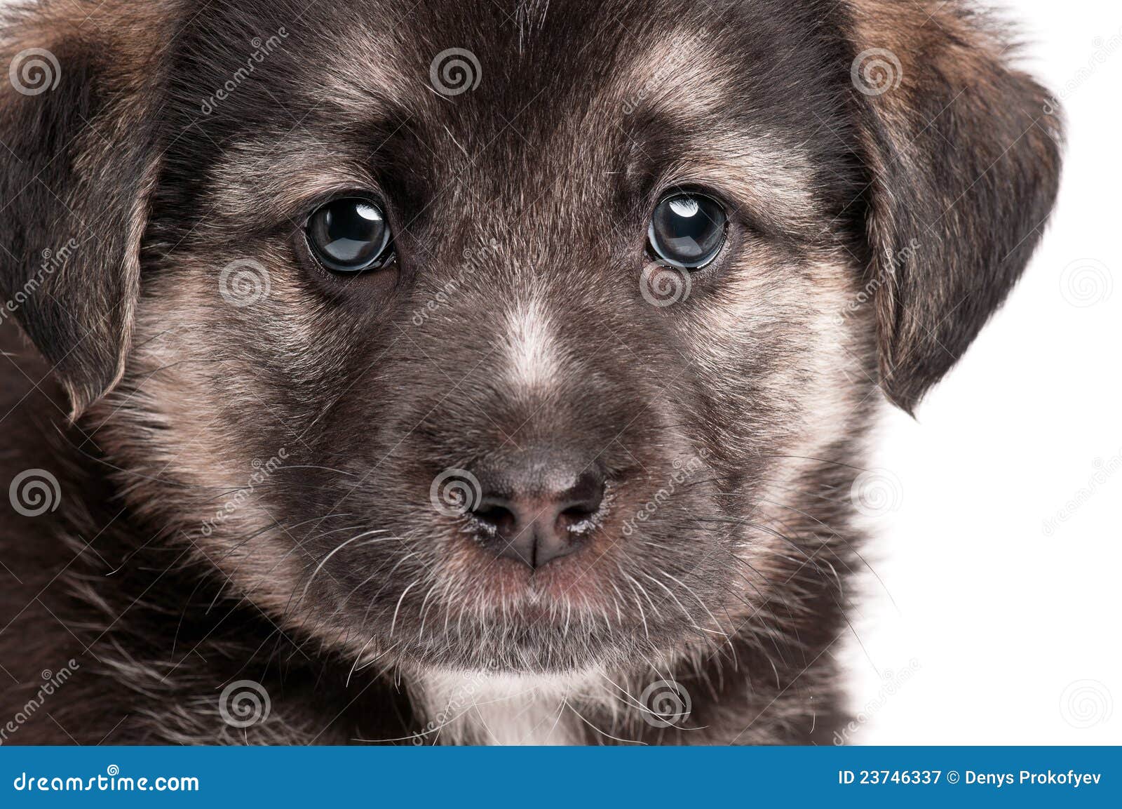 Perrito lindo imagen de archivo. Imagen de miniatura - 23746337