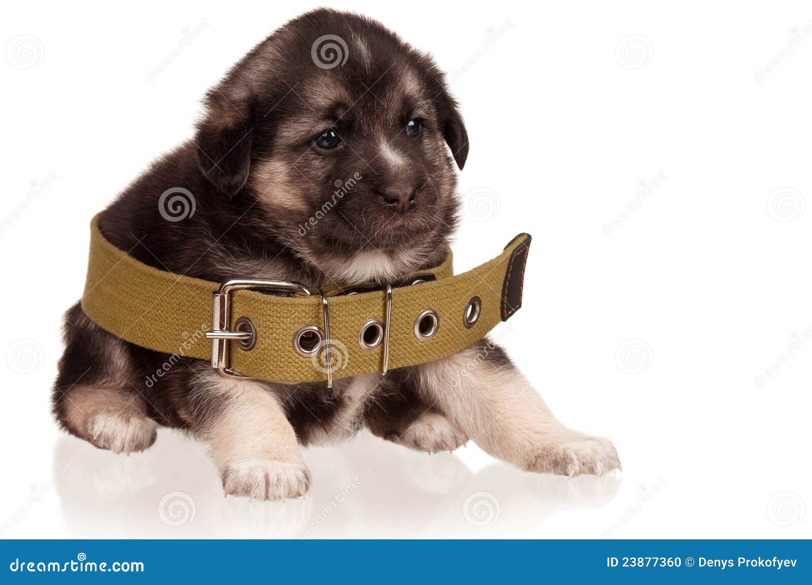 Perrito lindo foto de archivo. Imagen de honestidad, humor - 23877360