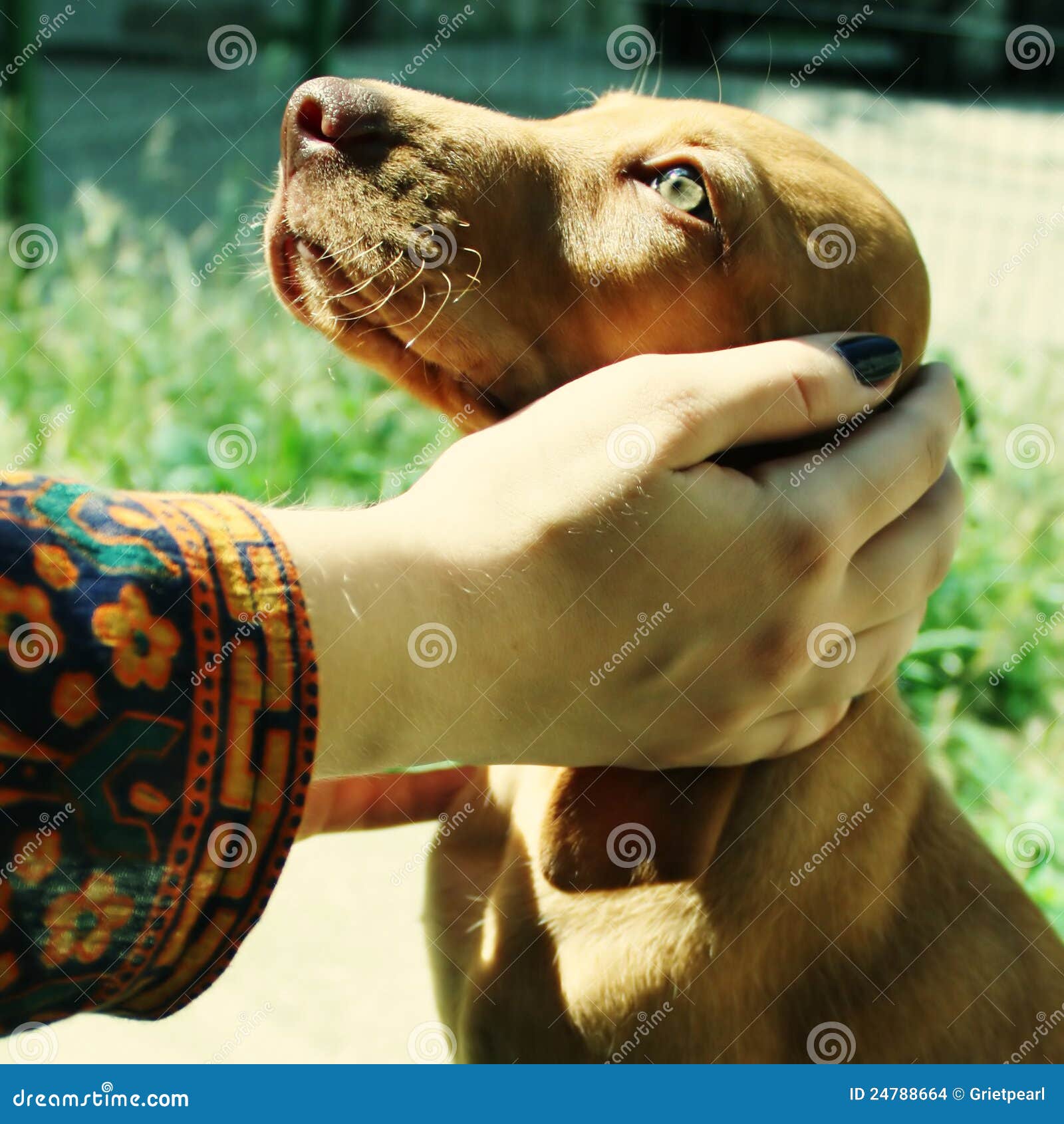 Perrito lindo foto de archivo. Imagen de retrato, domesticado - 24788664