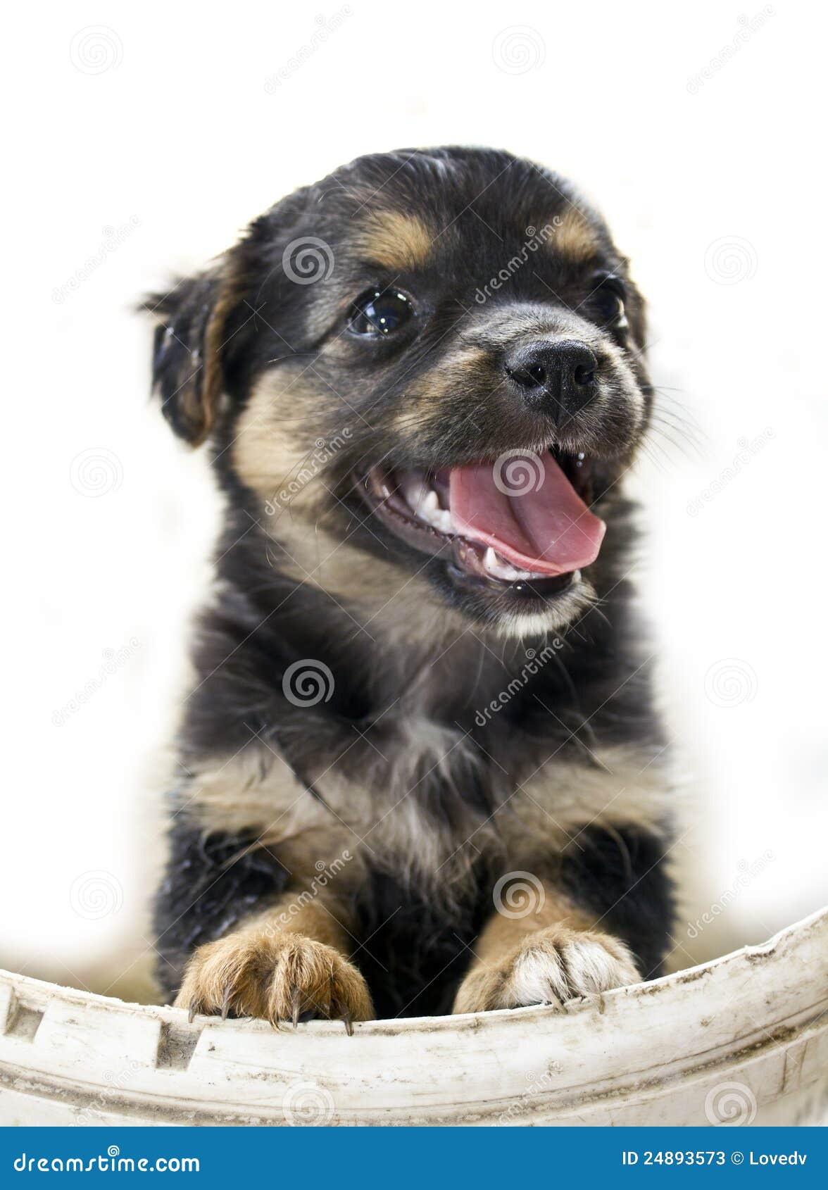 Perrito lindo imagen de archivo. Imagen de poco, alarma - 24893573