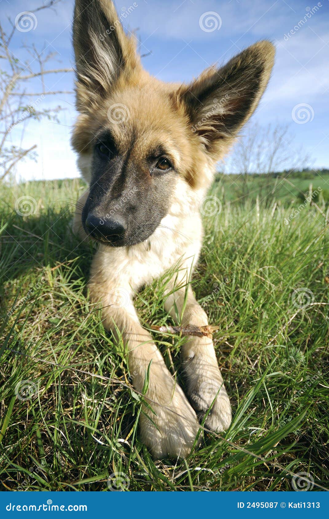 Perrito lindo imagen de archivo. Imagen de perrito, perro - 2495087