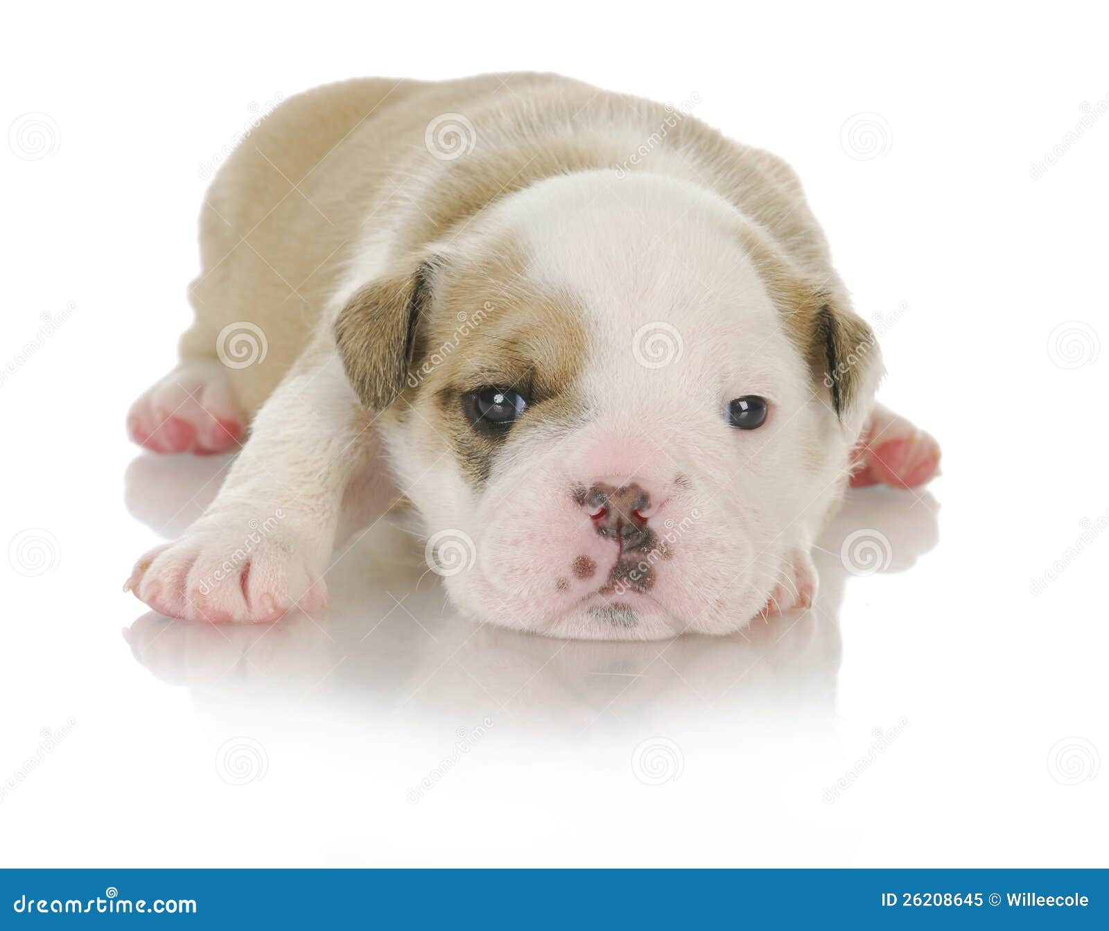 Perrito lindo imagen de archivo. Imagen de adorable, poco - 26208645