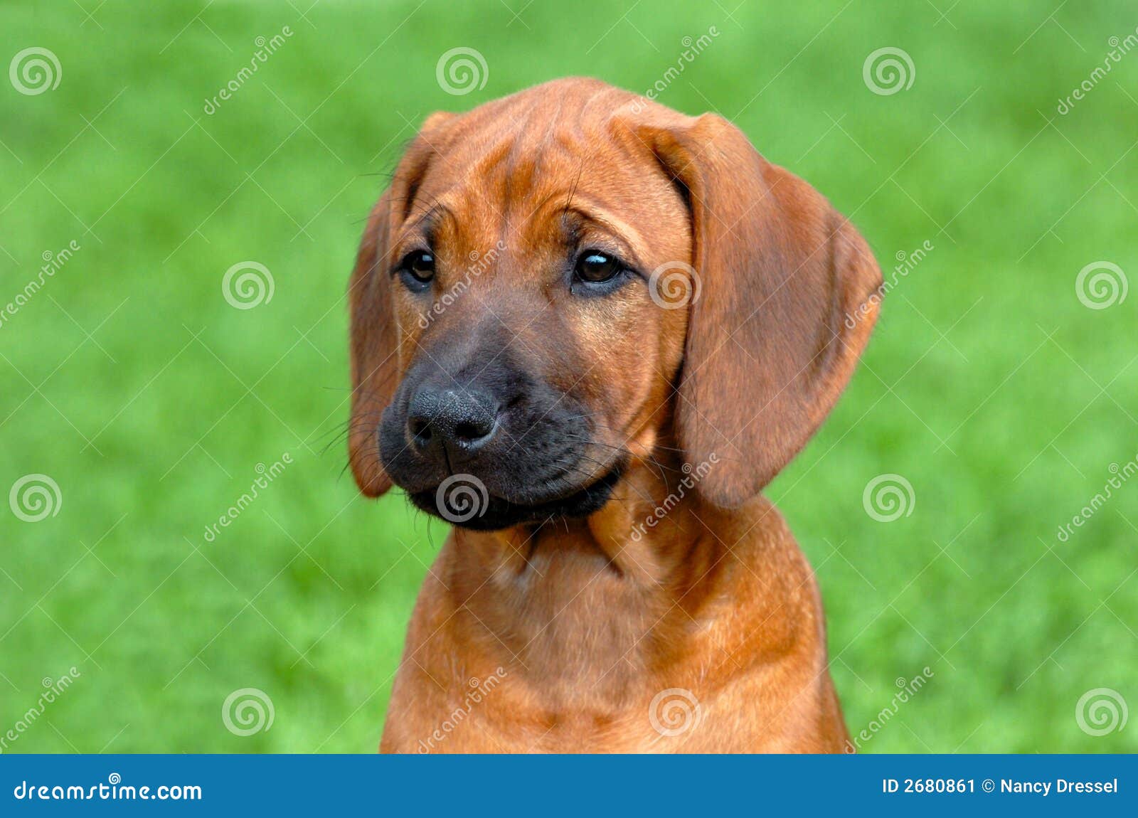 Perrito lindo imagen de archivo. Imagen de doméstico, sano - 2680861