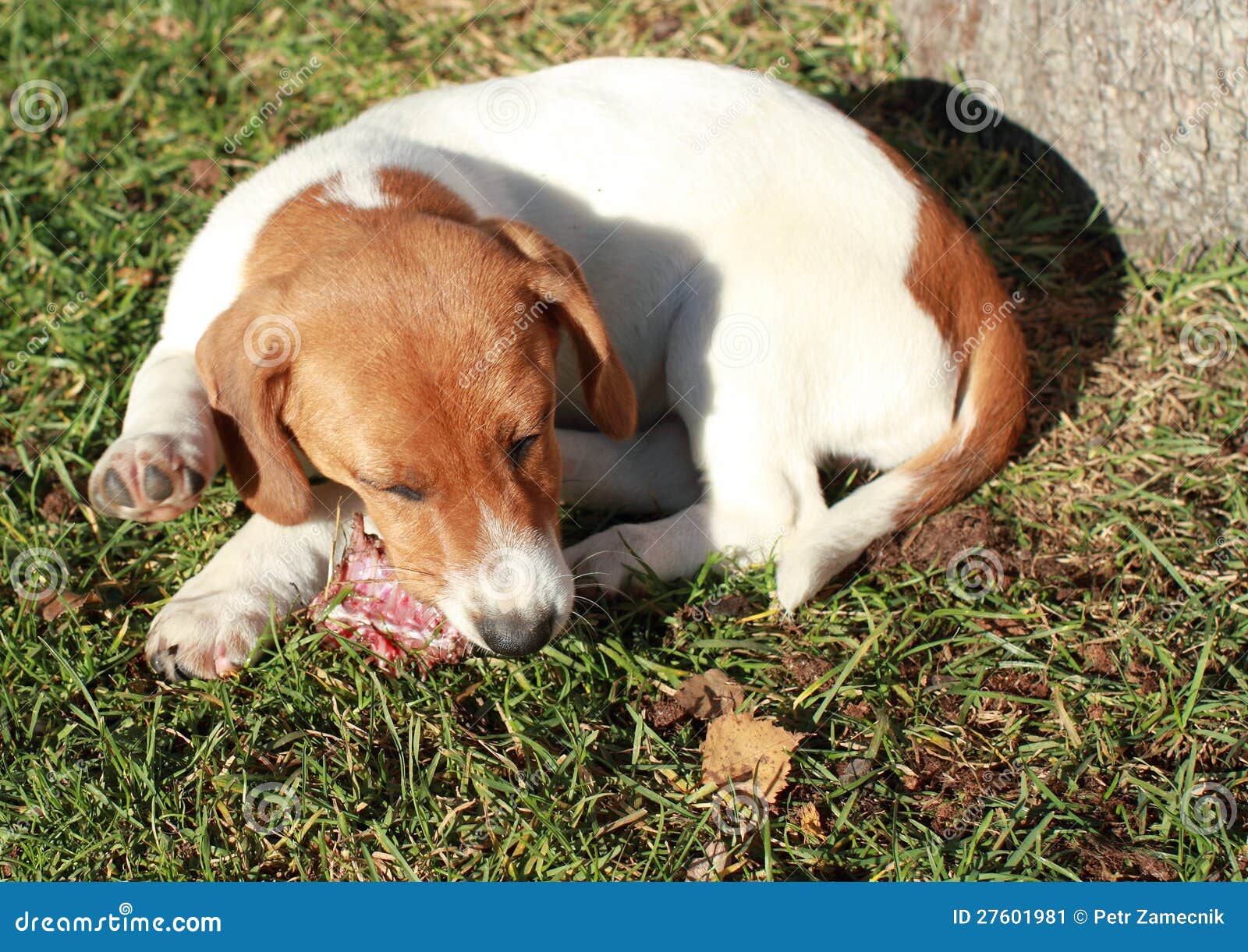 Perrito lindo imagen de archivo. Imagen de sonrisa, sonriente - 27601981