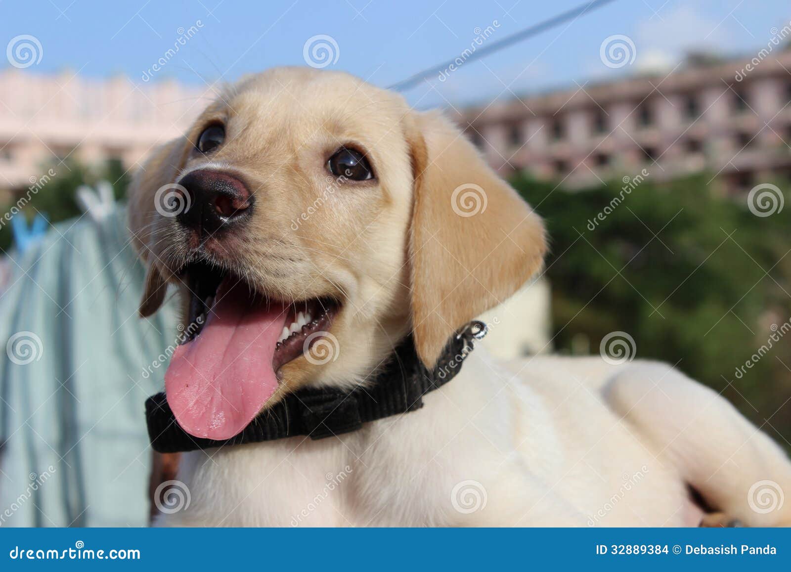 Perrito lindo foto de archivo. Imagen de perrito, salir - 32889384