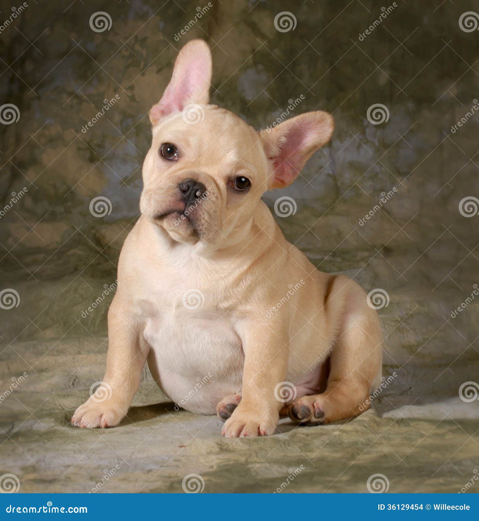 Perrito lindo foto de archivo. Imagen de contemplar, nadie - 36129454