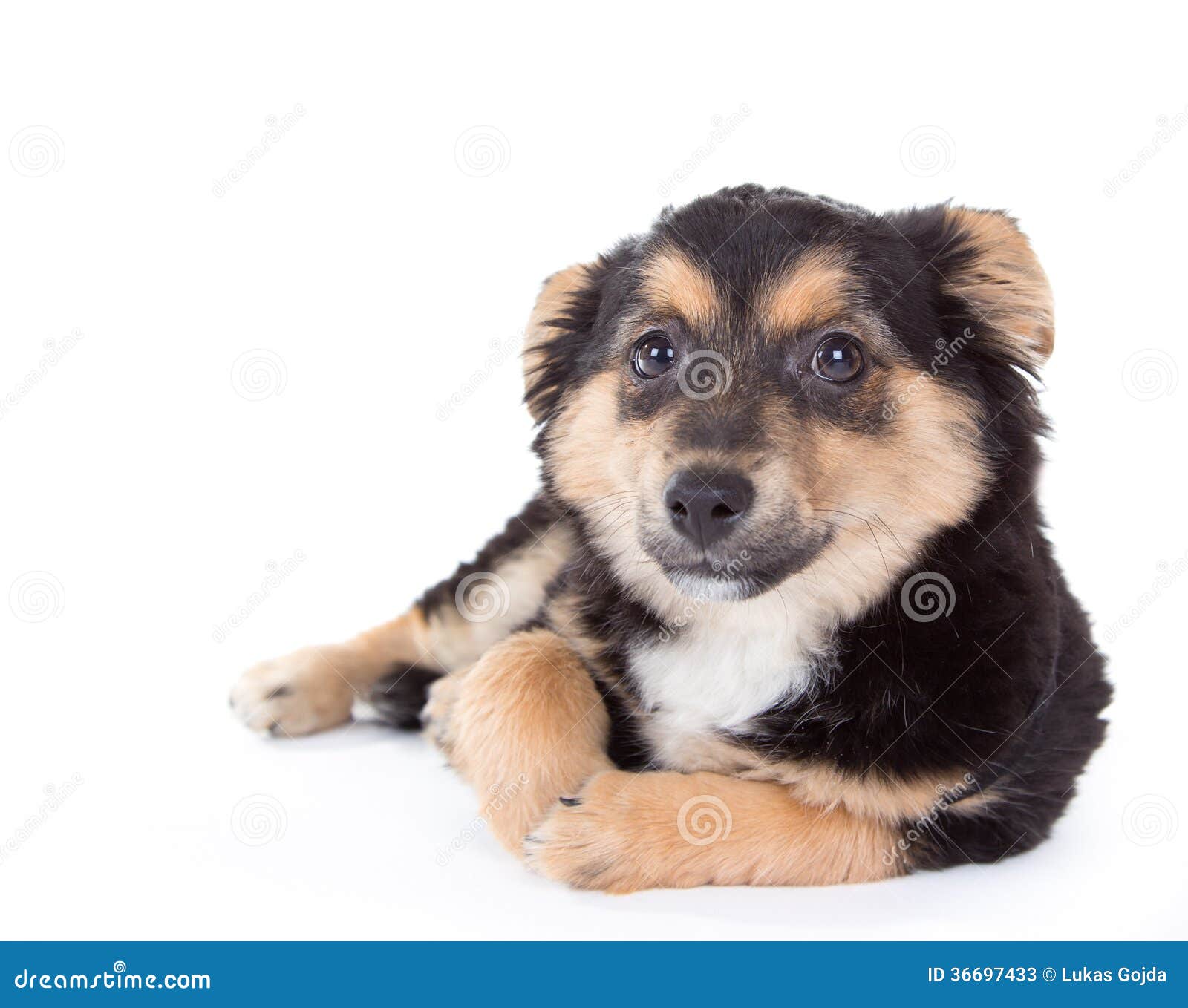 Perrito lindo imagen de archivo. Imagen de perezoso, patas - 36697433
